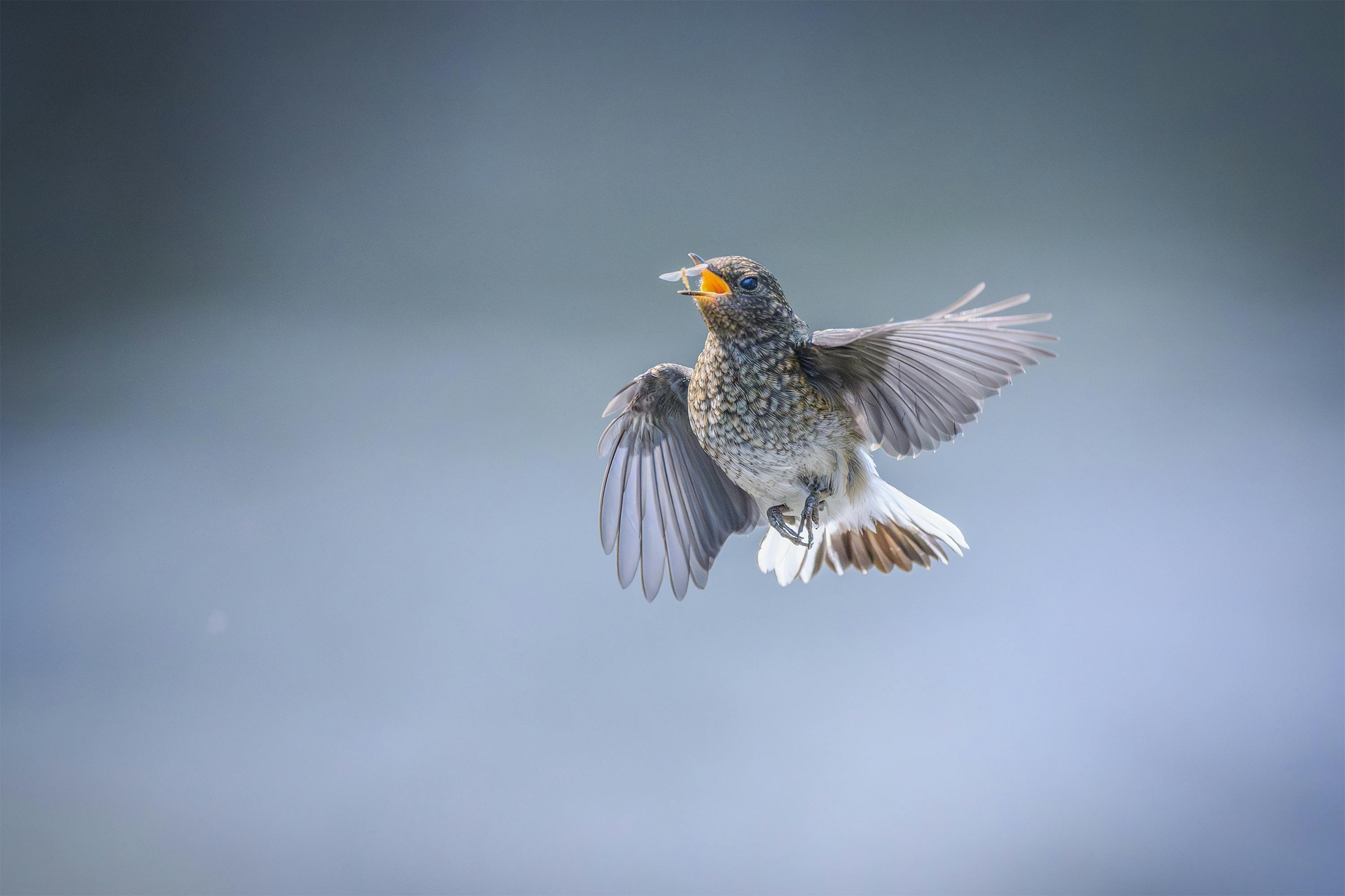 Bird in Mid-Flight Capturing an Insect · Free Stock Photo