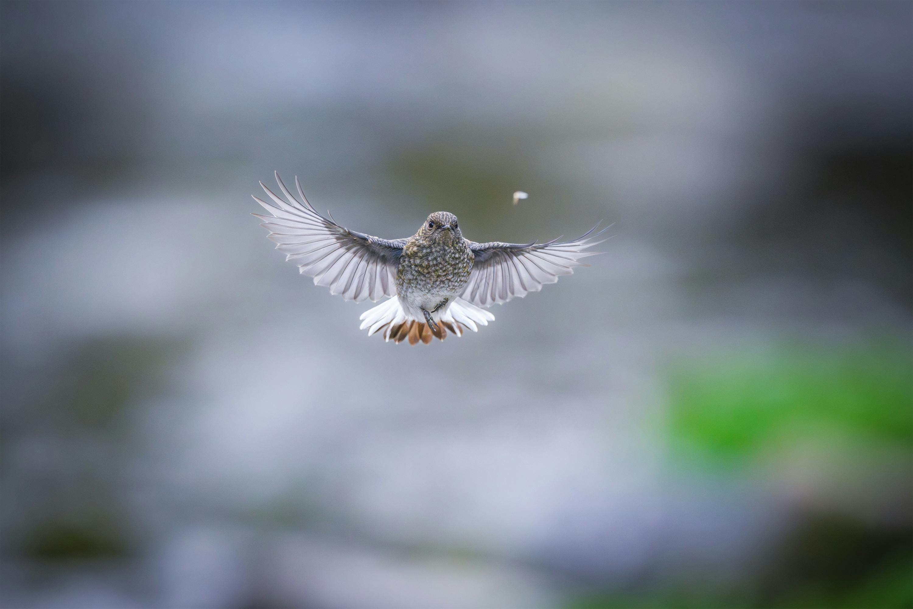 Majestic Songbird in Flight Captured Mid-Air · Free Stock Photo