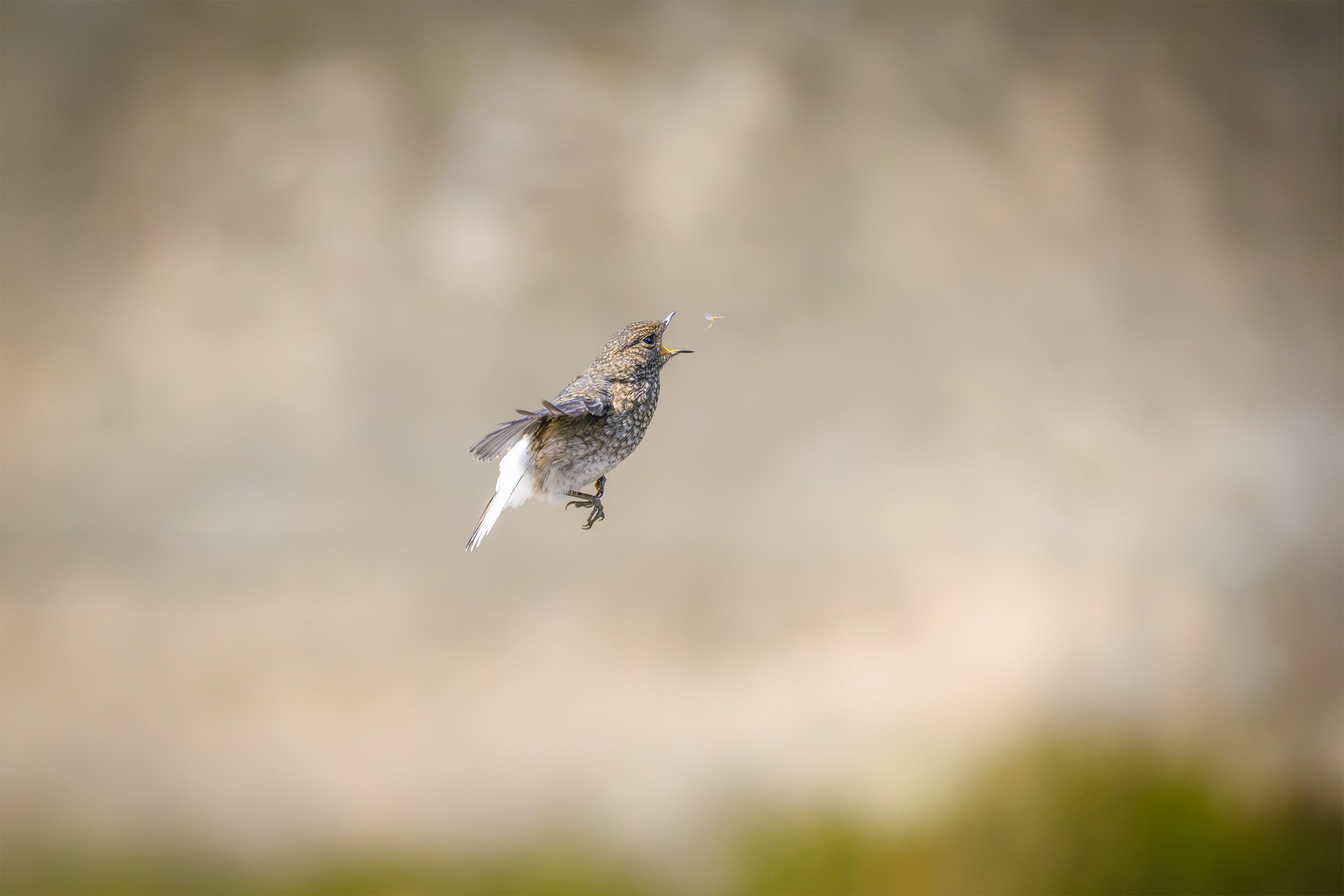 Bird in Flight Mid-Air Action Shot · Free Stock Photo