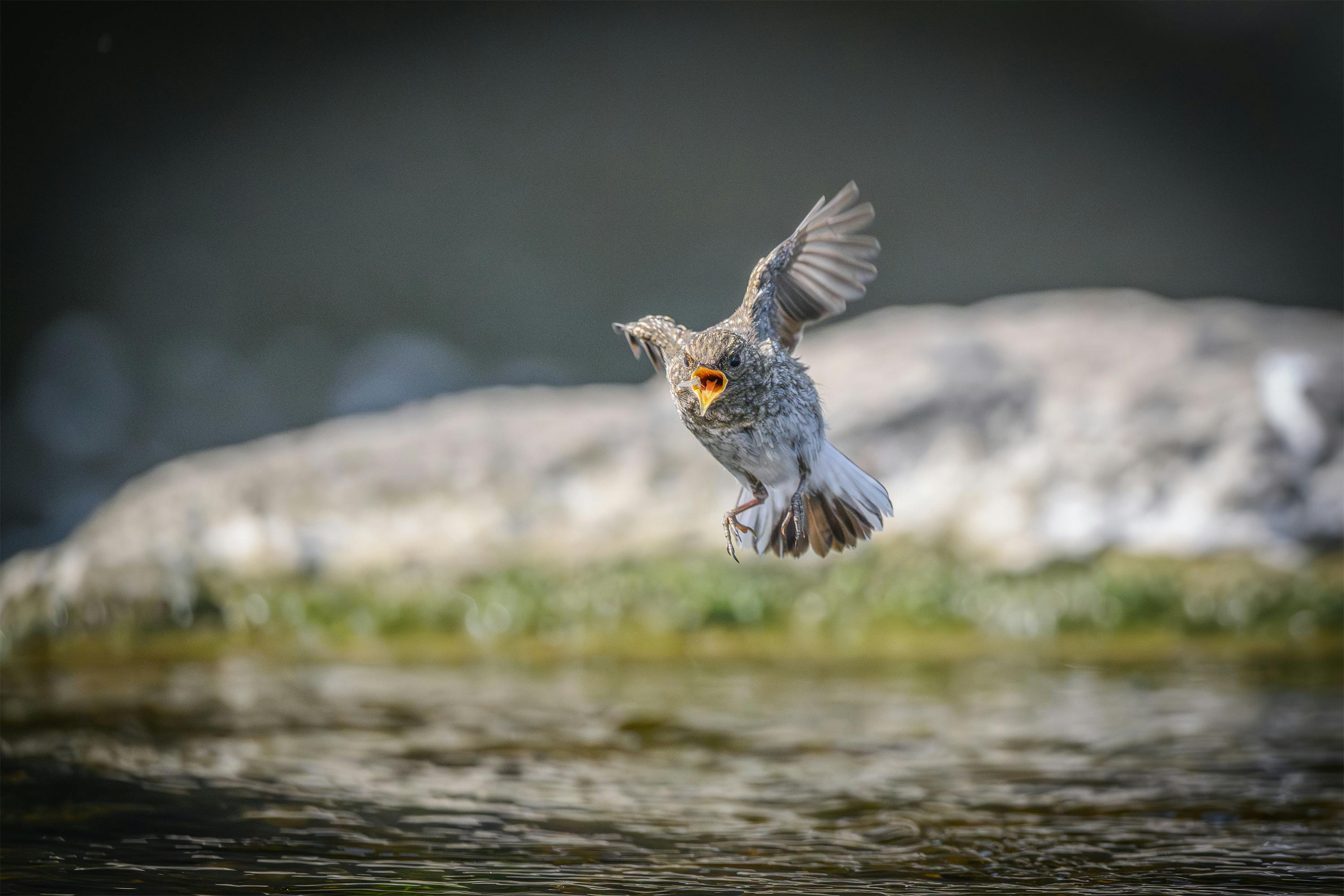 Close-up of a Bird Mid-flight over Water · Free Stock Photo