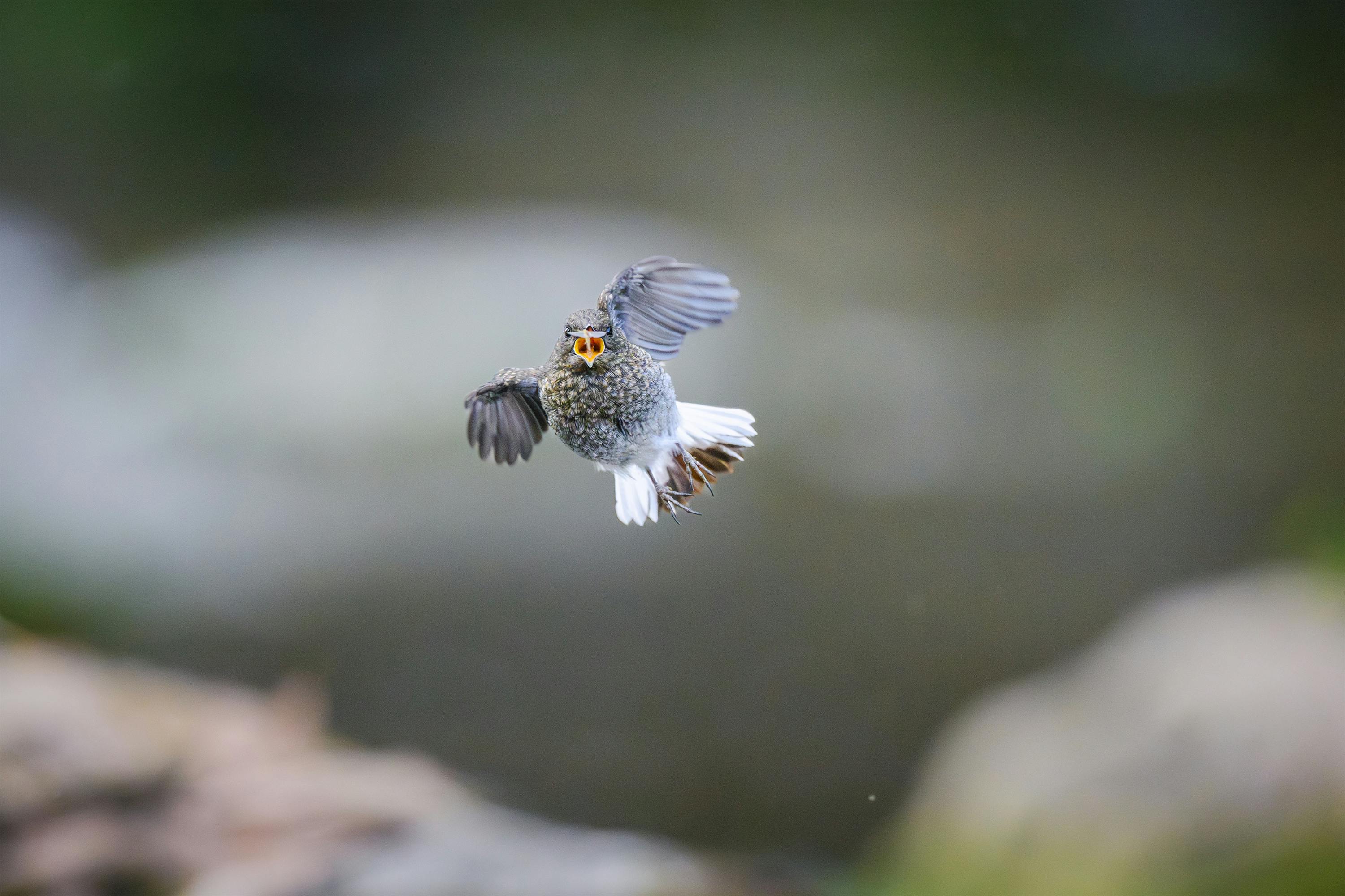 Flying Wild Bird in Motion Captured · Free Stock Photo