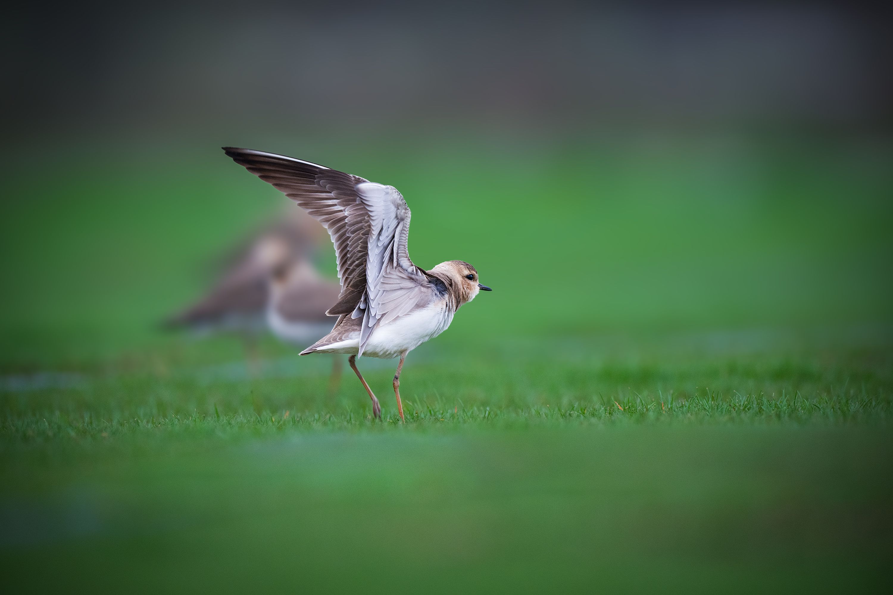 Bird with Open Wings on Vibrant Green Grass · Free Stock Photo