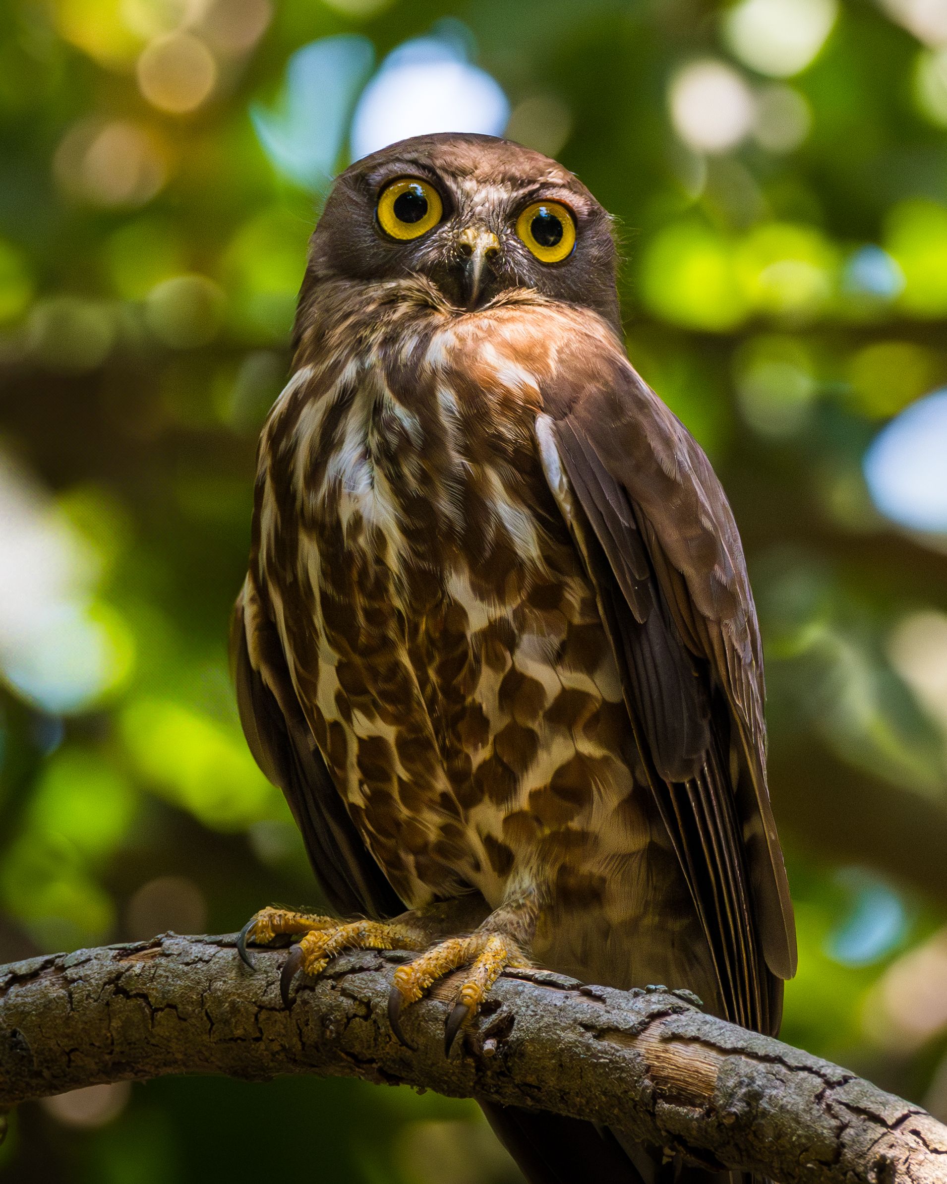 Brown Hawk Owl Perched on Tree Branch in India · Free Stock Photo