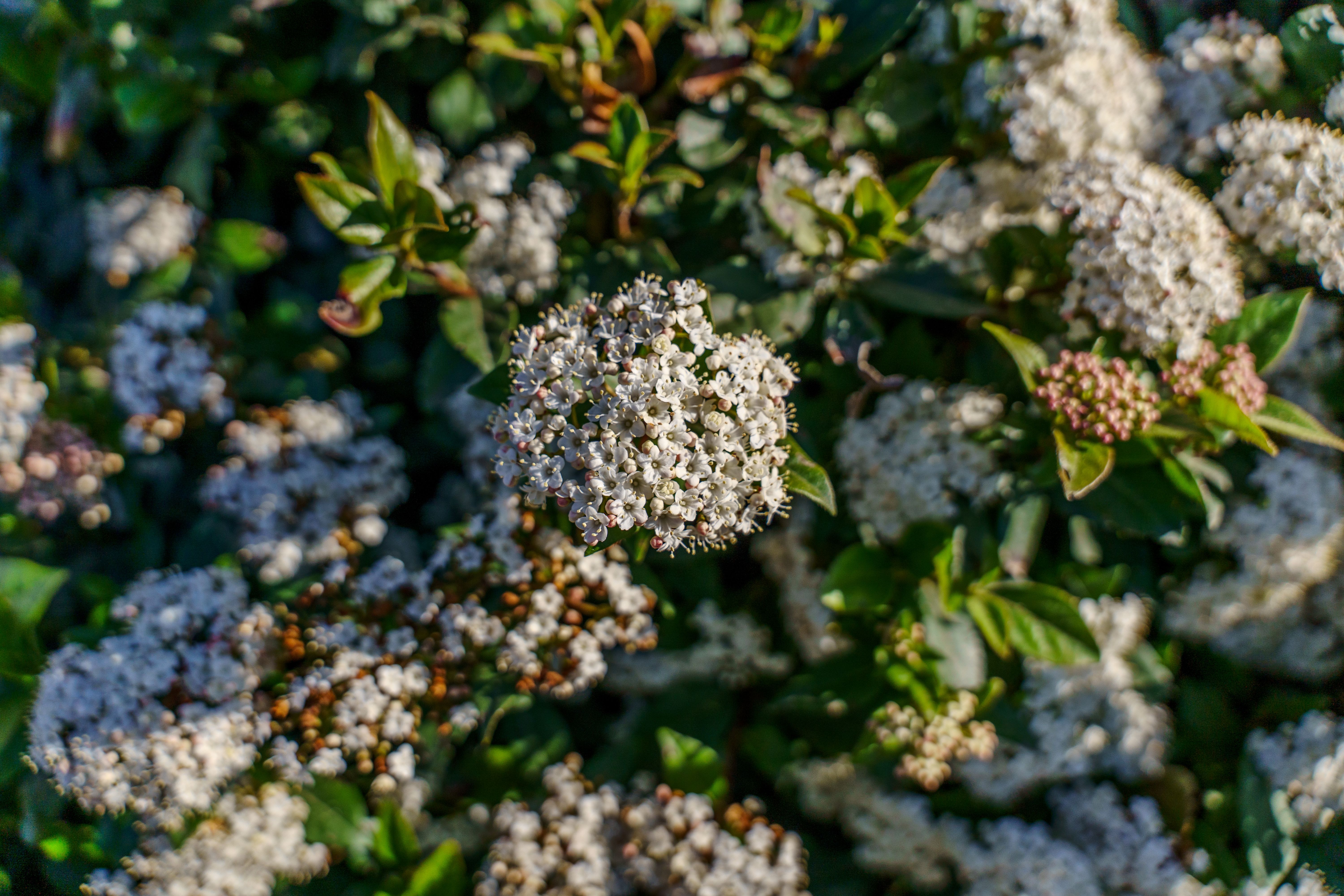 Close-up of Vibrant White Flower Blooms · Free Stock Photo