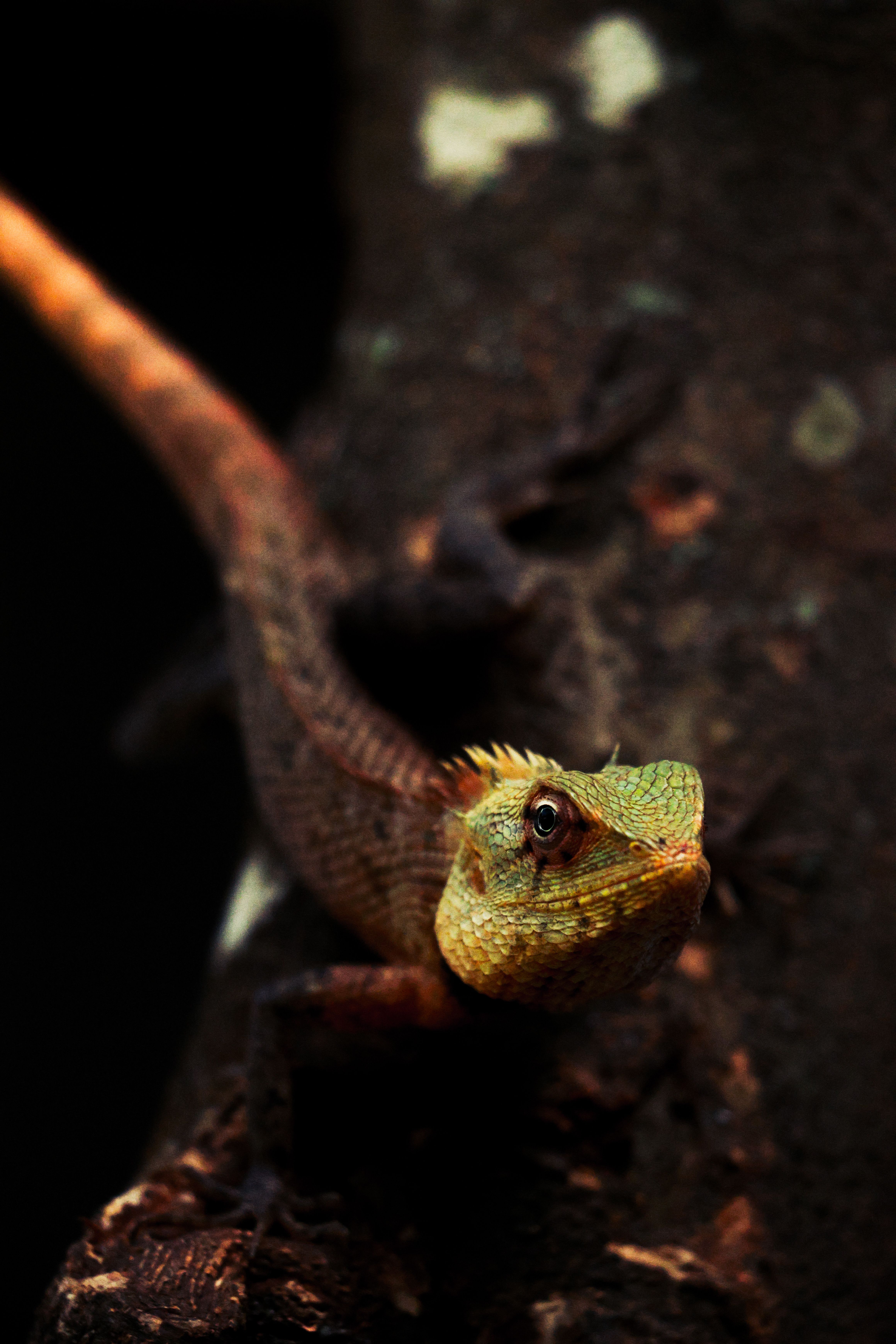 Close-Up of a Forest Dragon on a Tree · Free Stock Photo