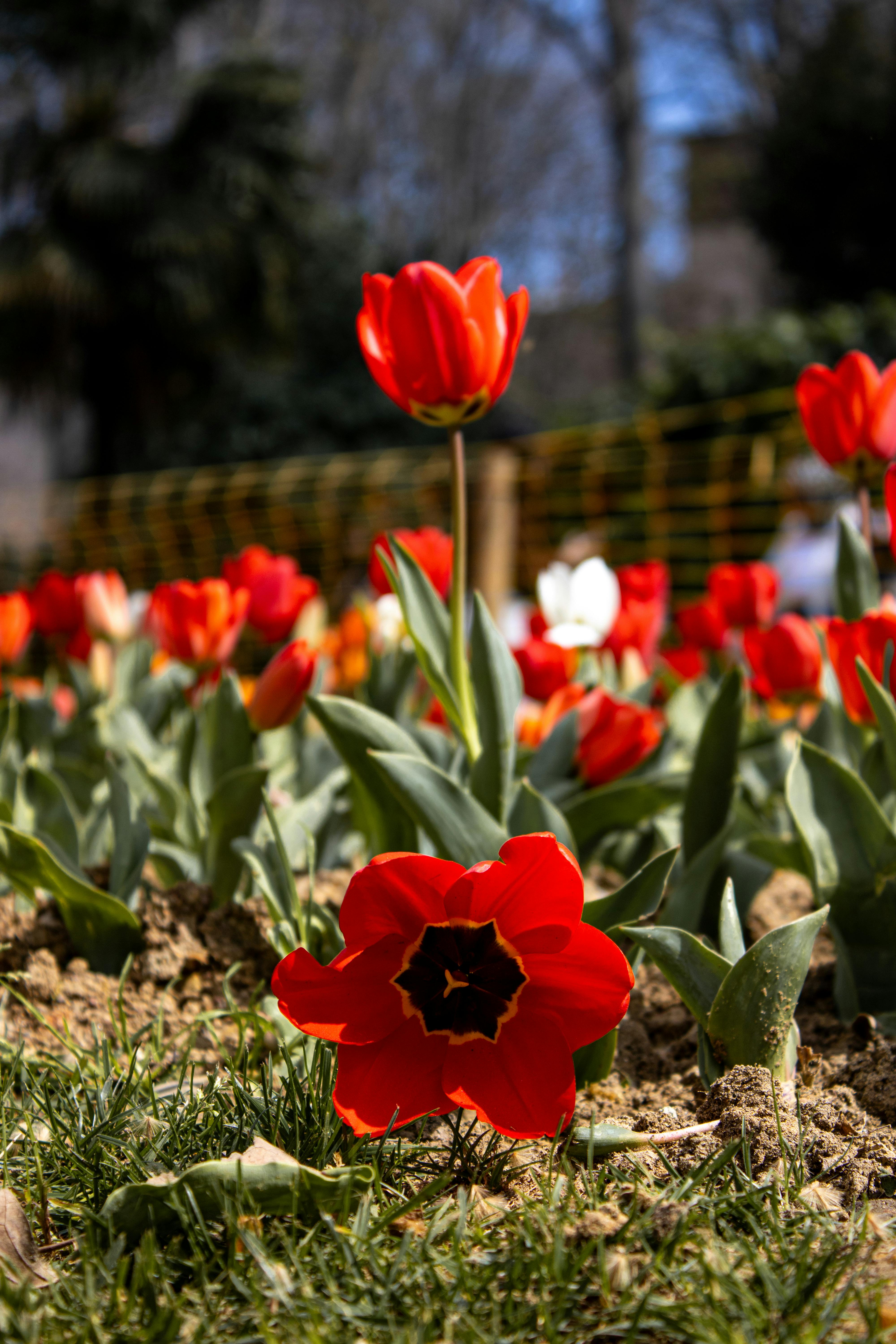 Vibrant Red Tulip Blossom in İstanbul Park · Free Stock Photo