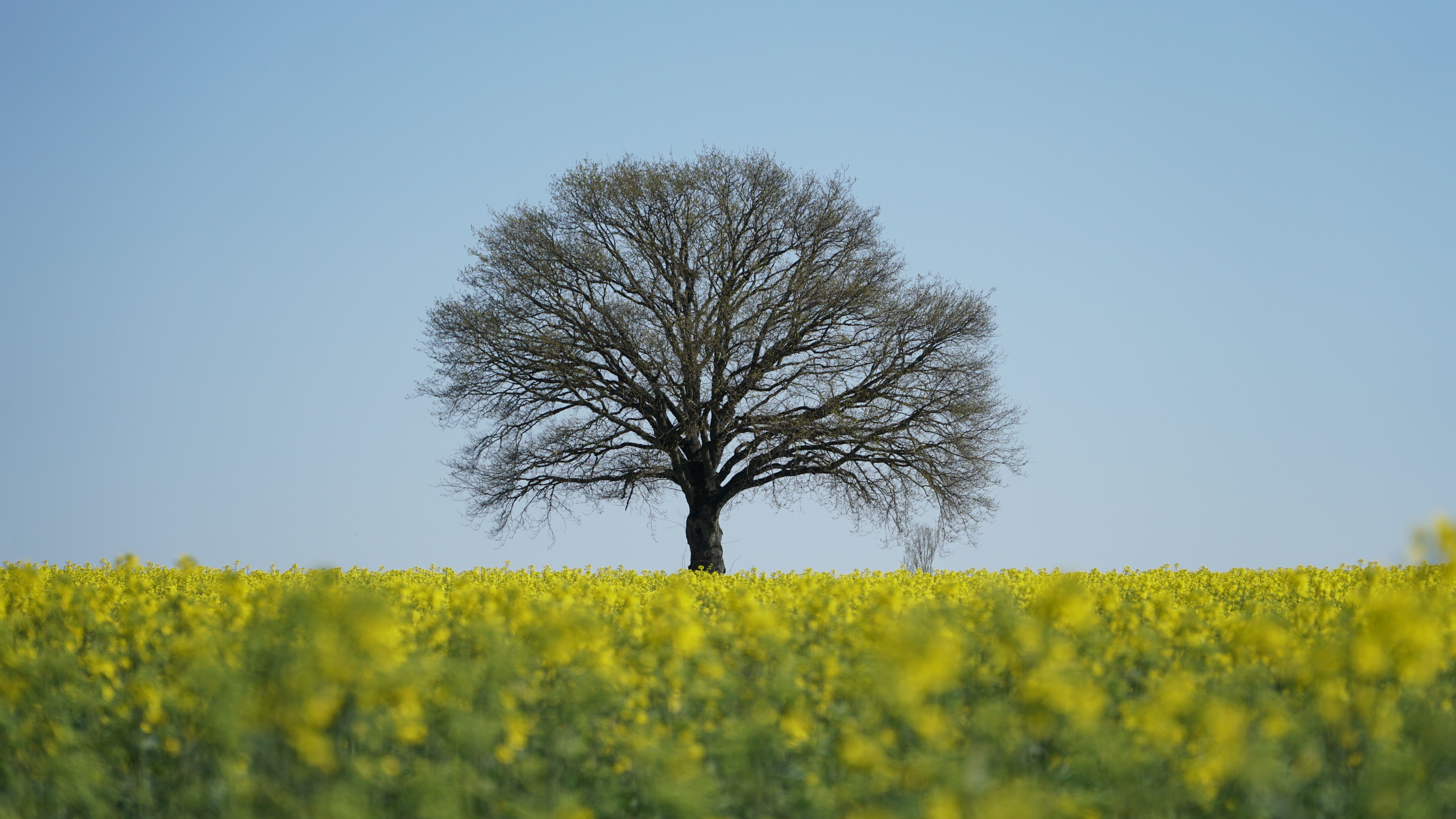 Lone Tree in Blooming Rapeseed Field Landscape · Free Stock Photo