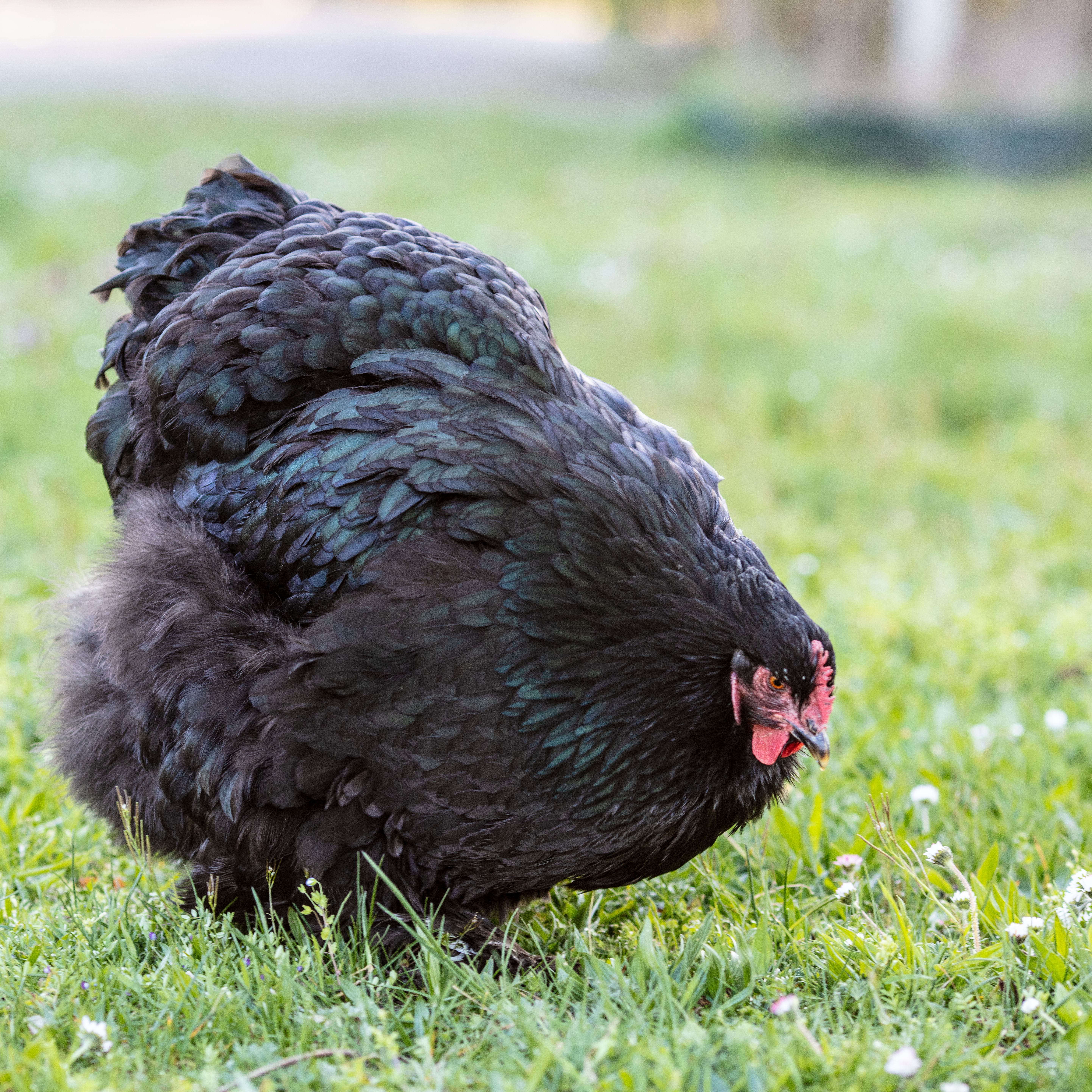 Close-up of Black Chicken in Lush Green Field · Free Stock Photo