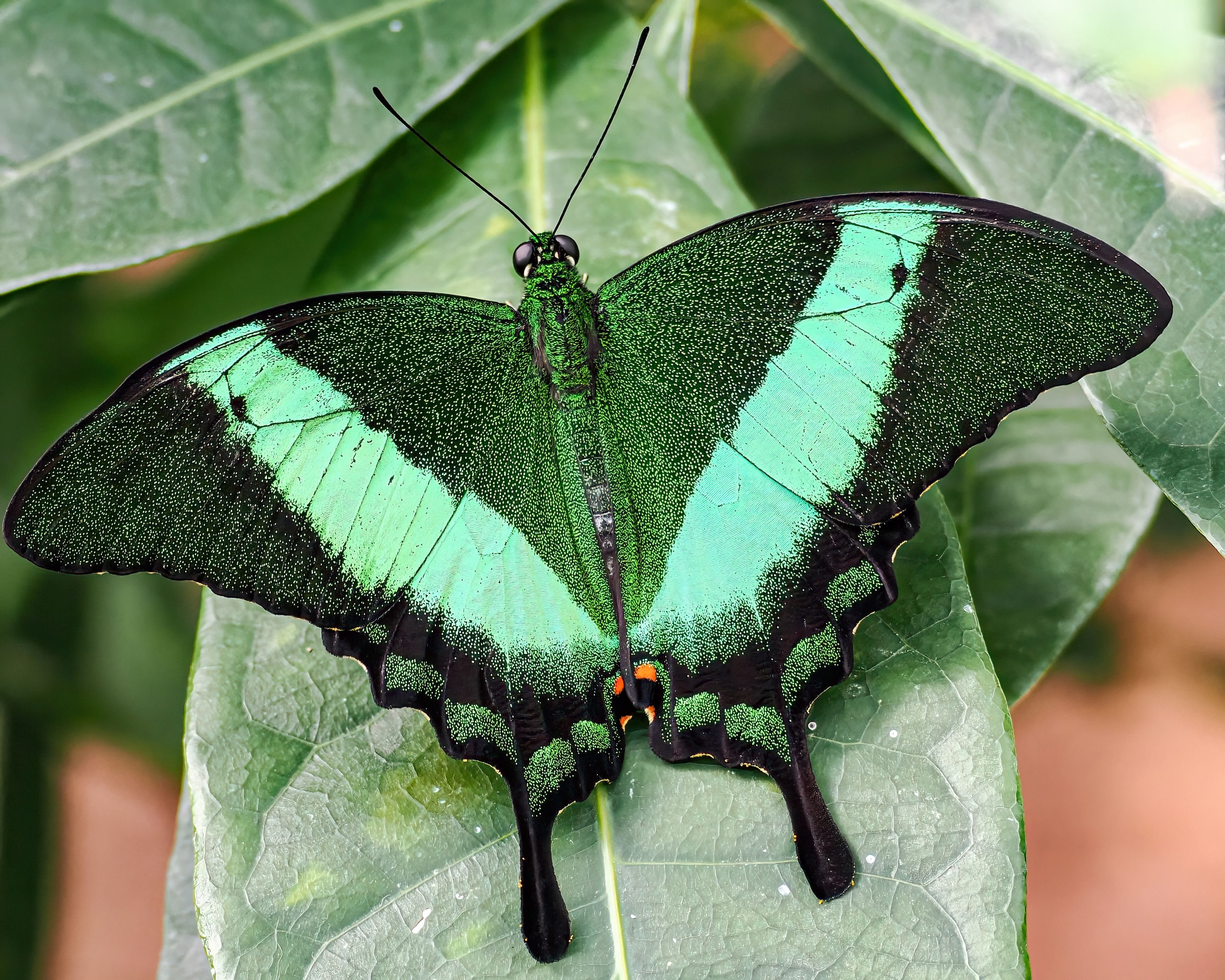 Vibrant Emerald Swallowtail Butterfly on Leaf · Free Stock Photo