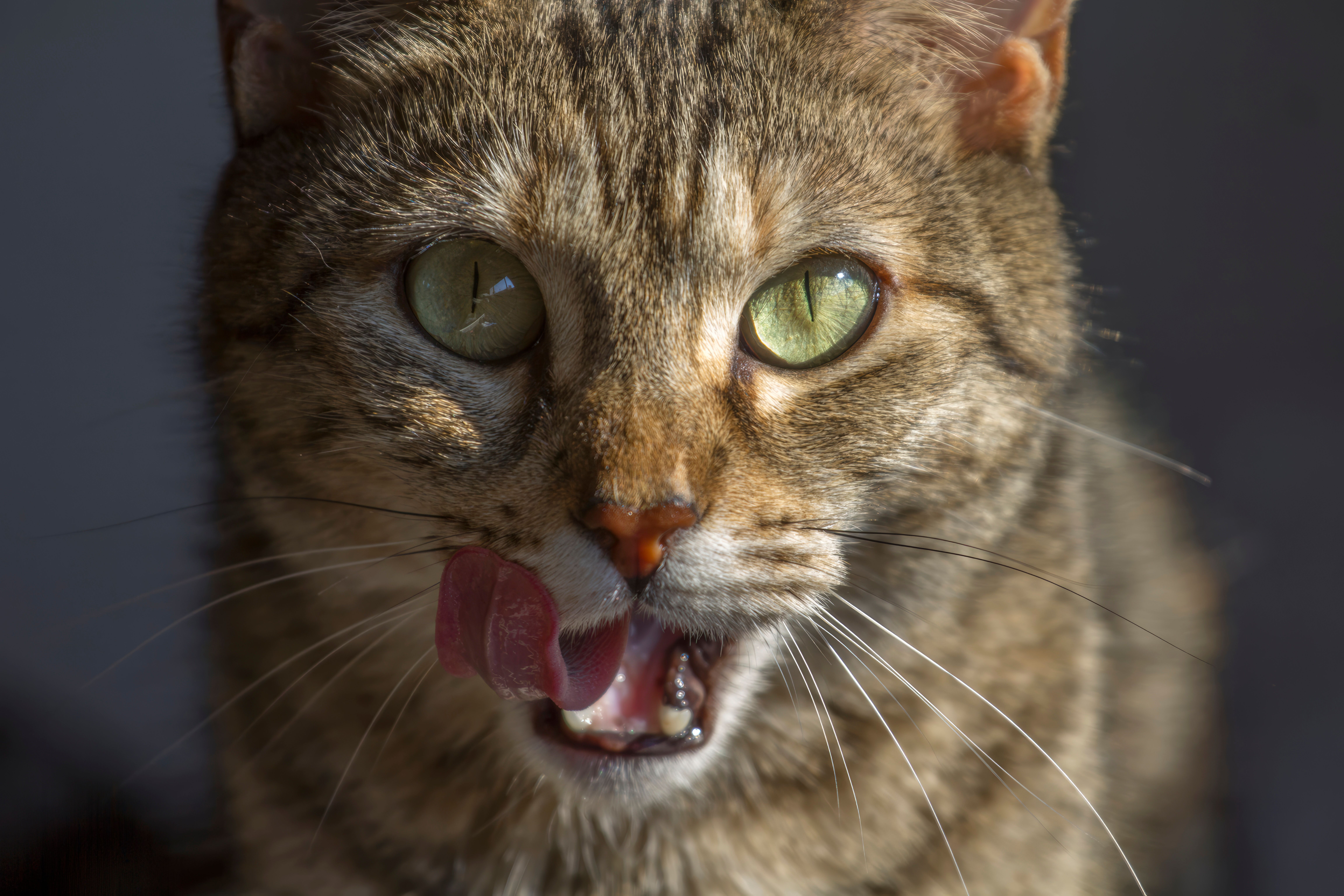Close-Up Portrait of a Cat Licking Lips · Free Stock Photo