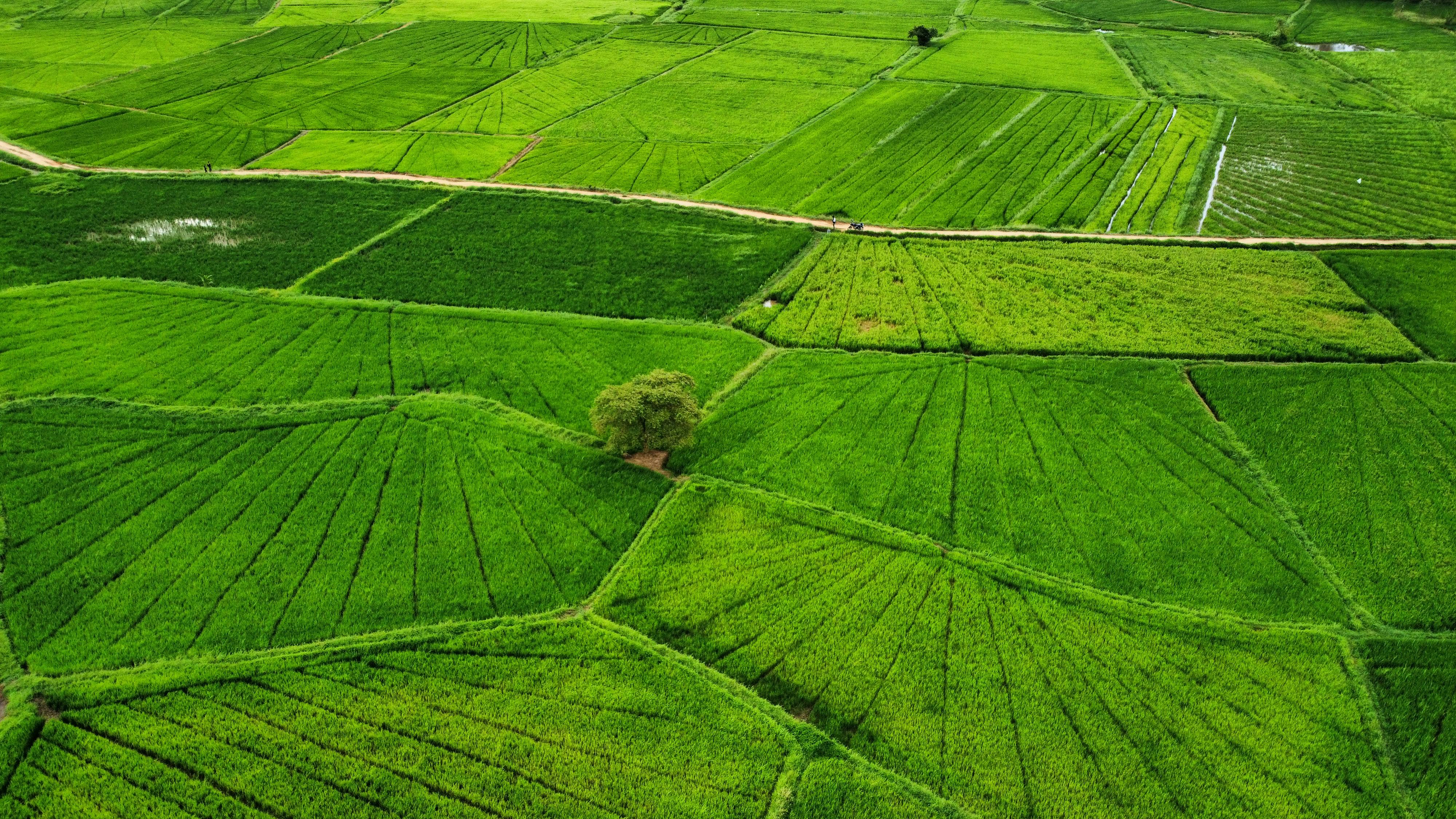Aerial View of Lush Green Rice Fields · Free Stock Photo
