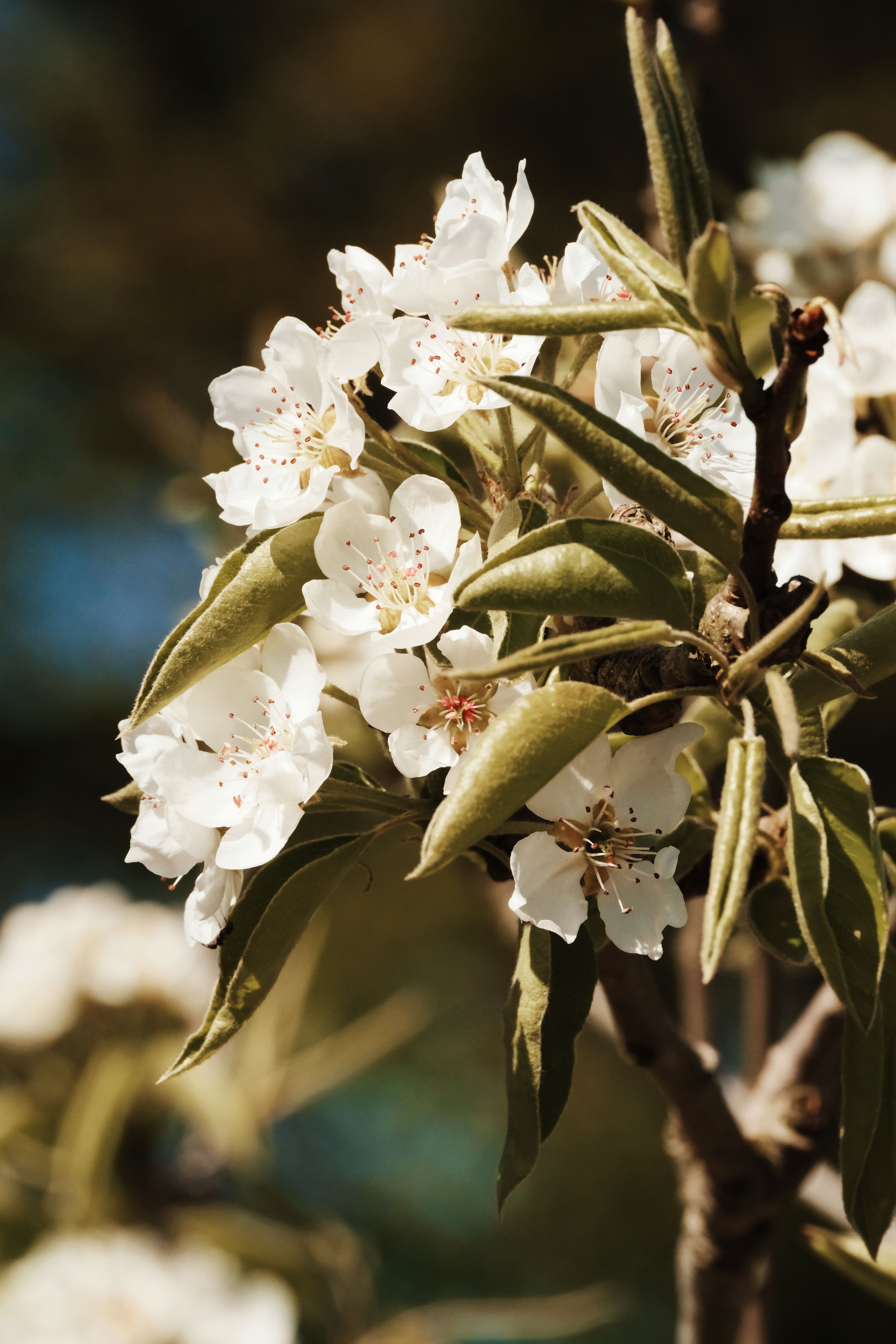 Springtime Cherry Blossoms in Full Bloom · Free Stock Photo