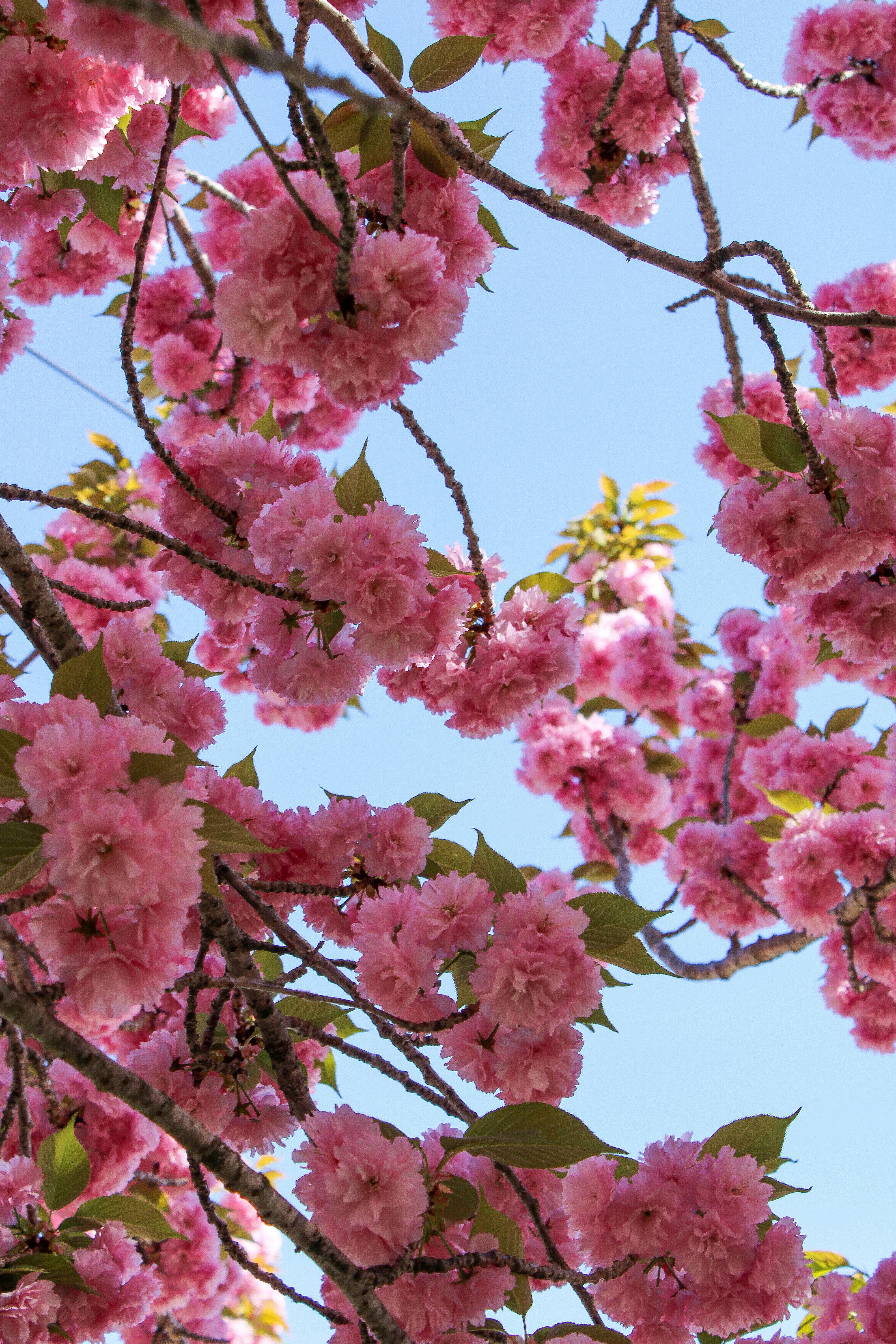 Vibrant Pink Blossoms on Spring Tree · Free Stock Photo