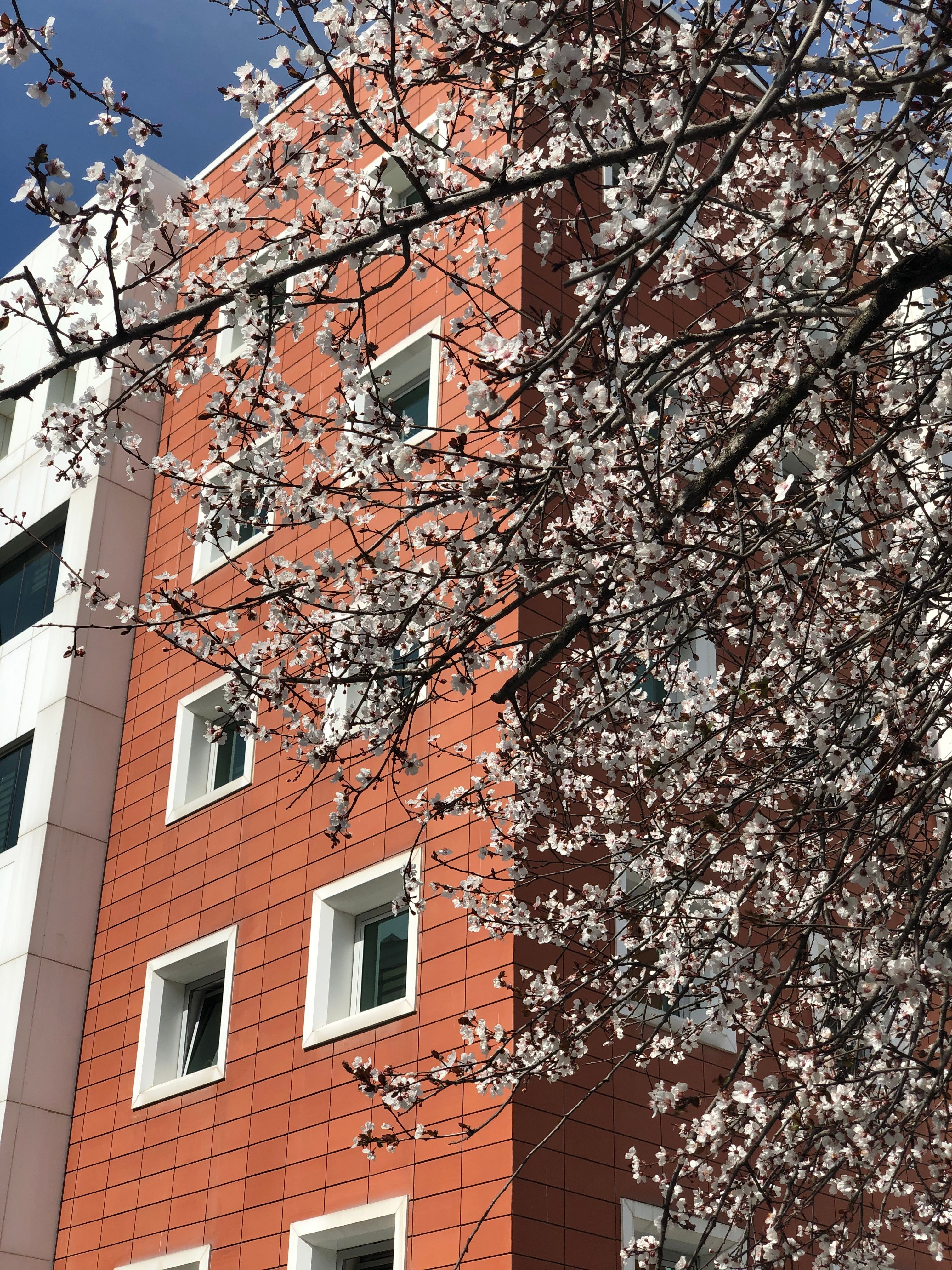 Cherry Blossoms Framing Modern Red Brick Building · Free Stock Photo