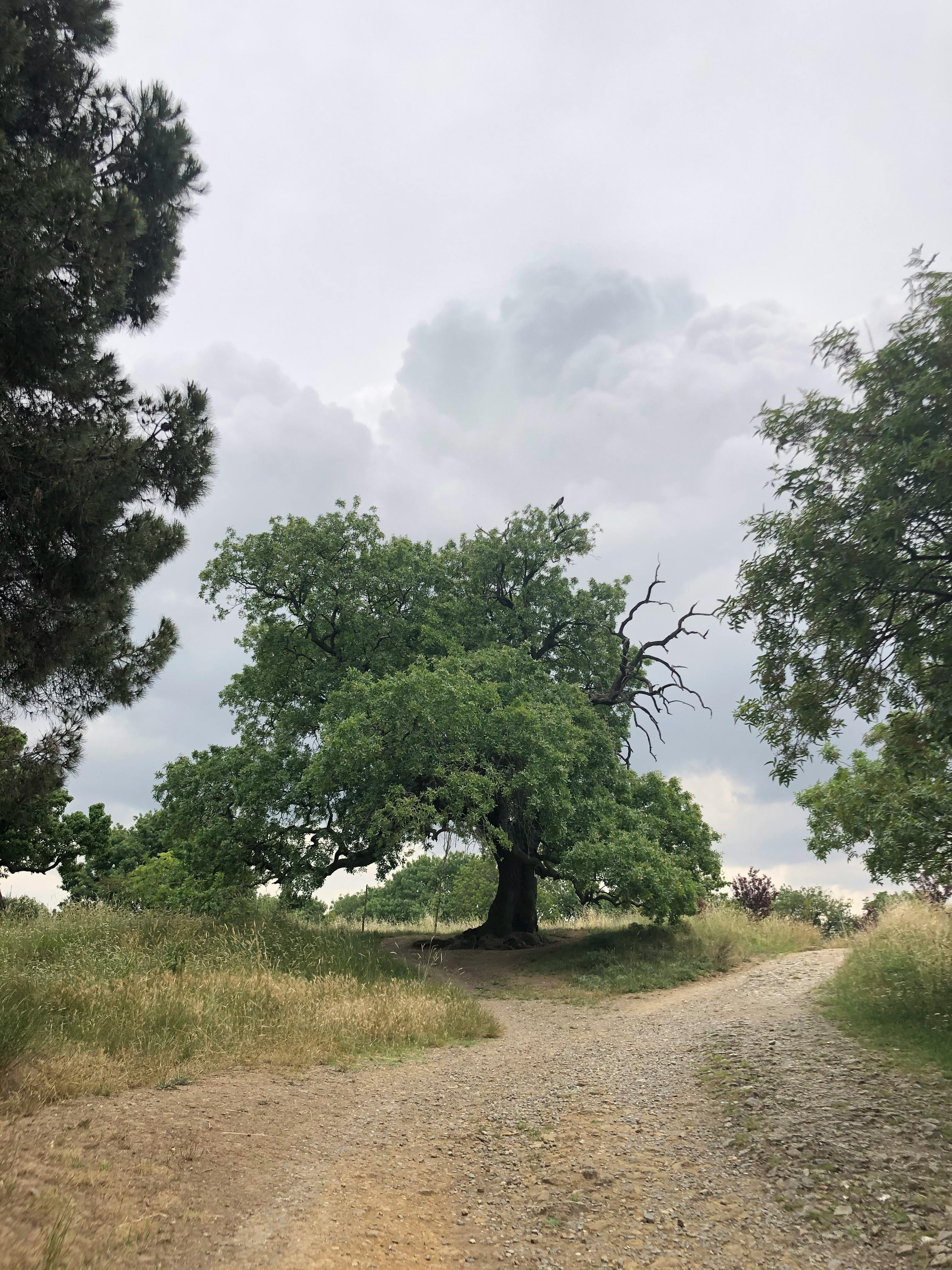Serene Landscape with Majestic Oak Tree · Free Stock Photo