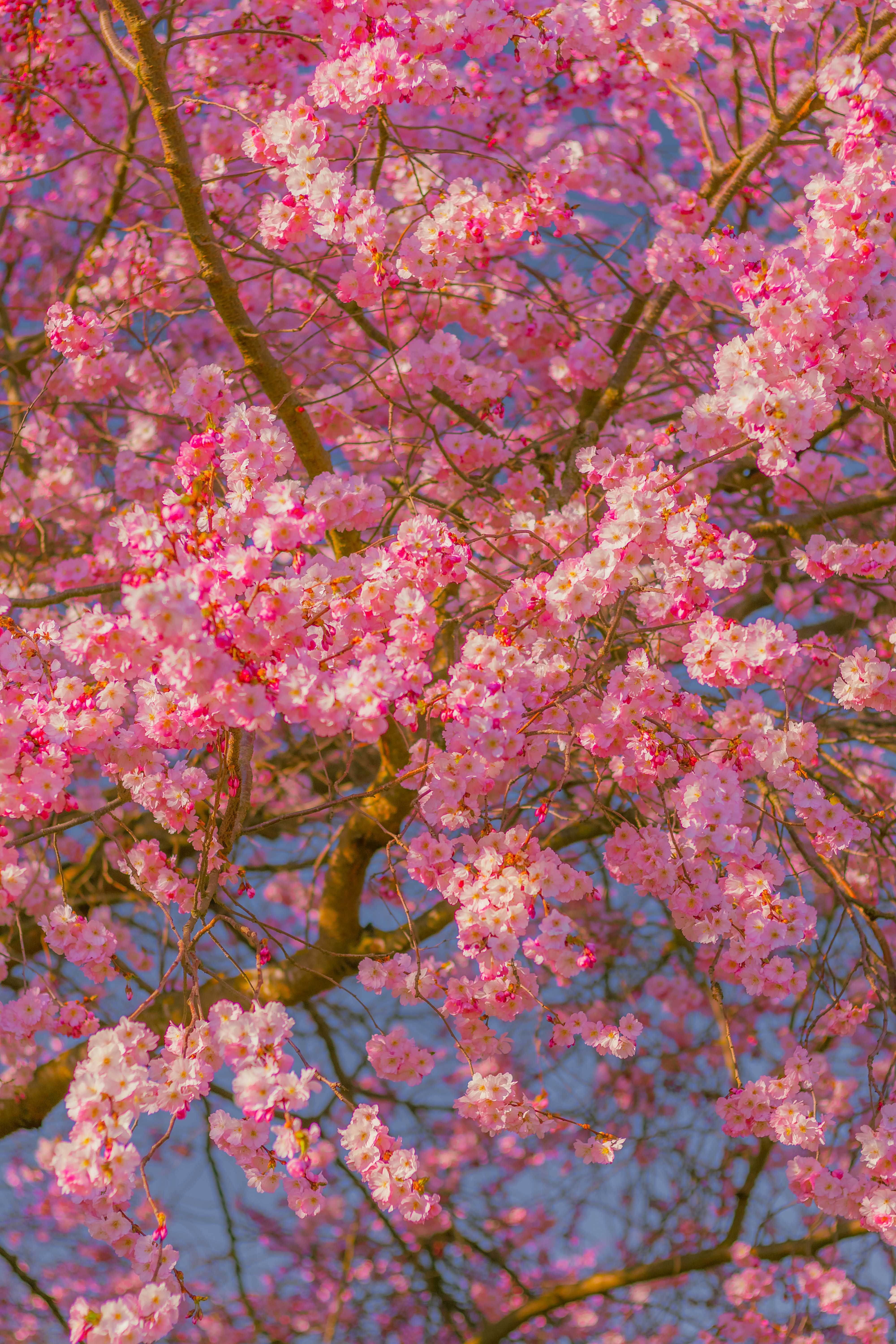 Vibrant Cherry Blossom Tree in Springtime · Free Stock Photo