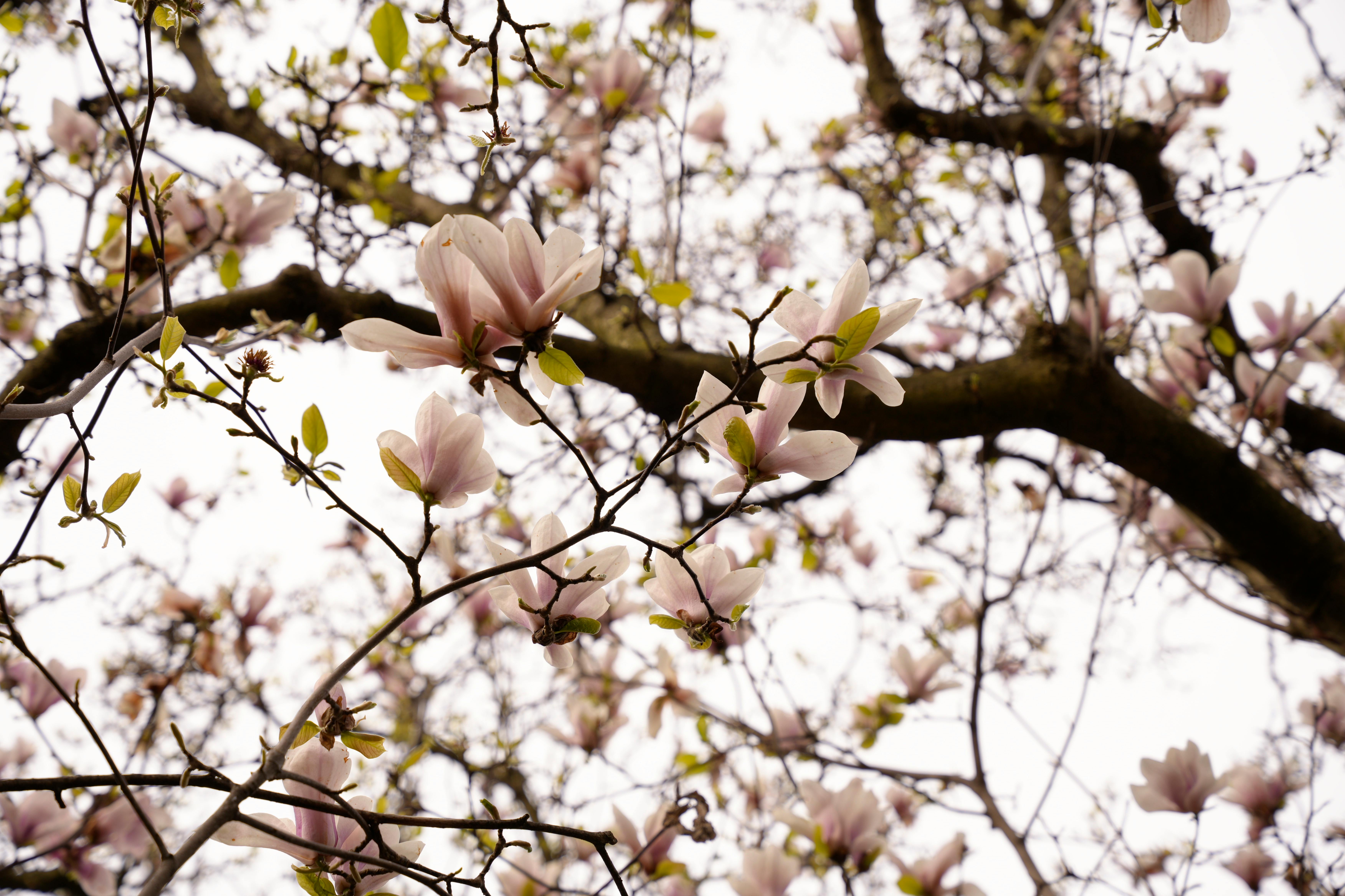 Árbol De Magnolia En Flor A Principios De Primavera · Foto de stock ...