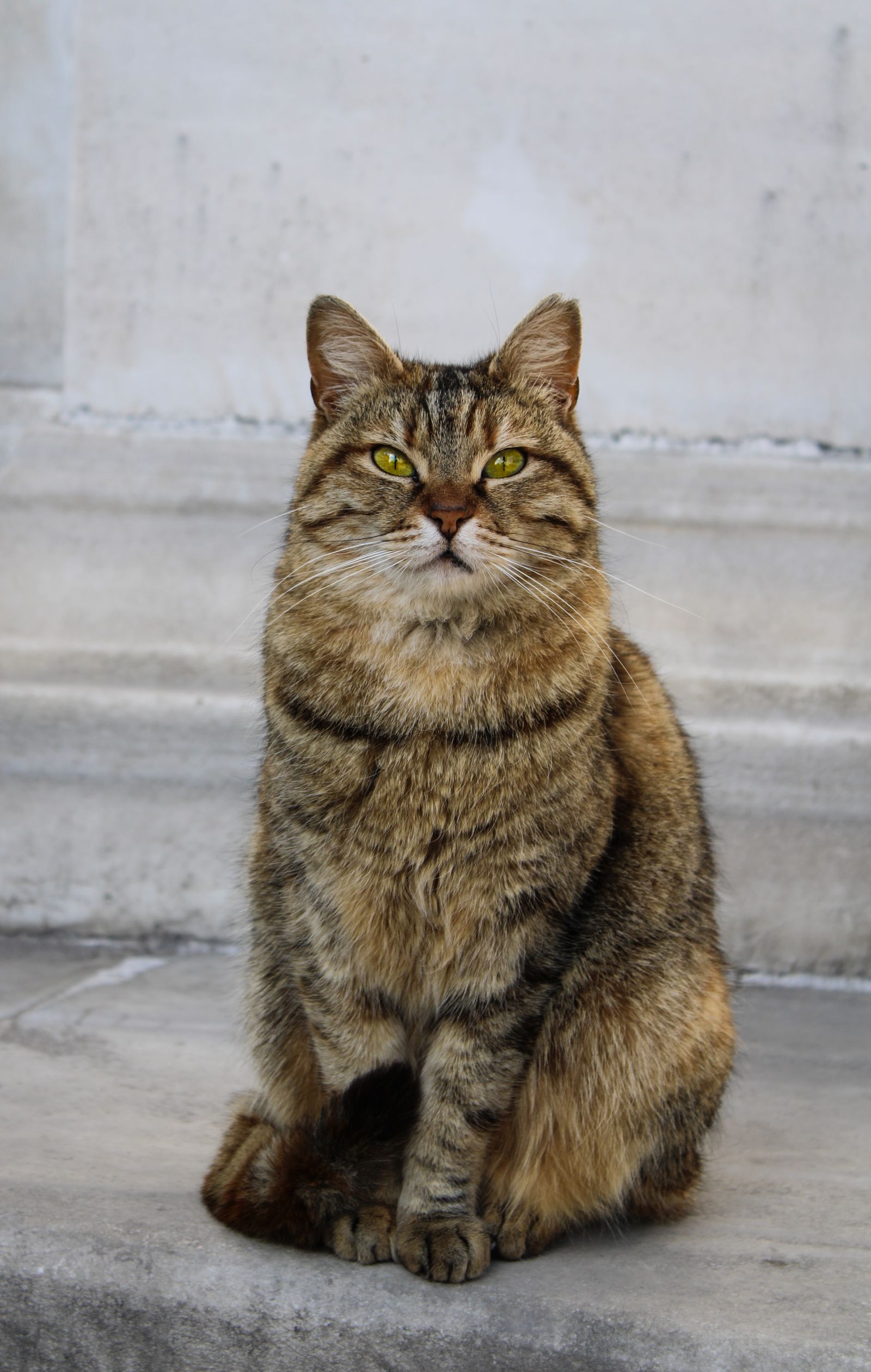 Sitting Cat Photos, Download The BEST Free Sitting Cat Stock Photos ...
