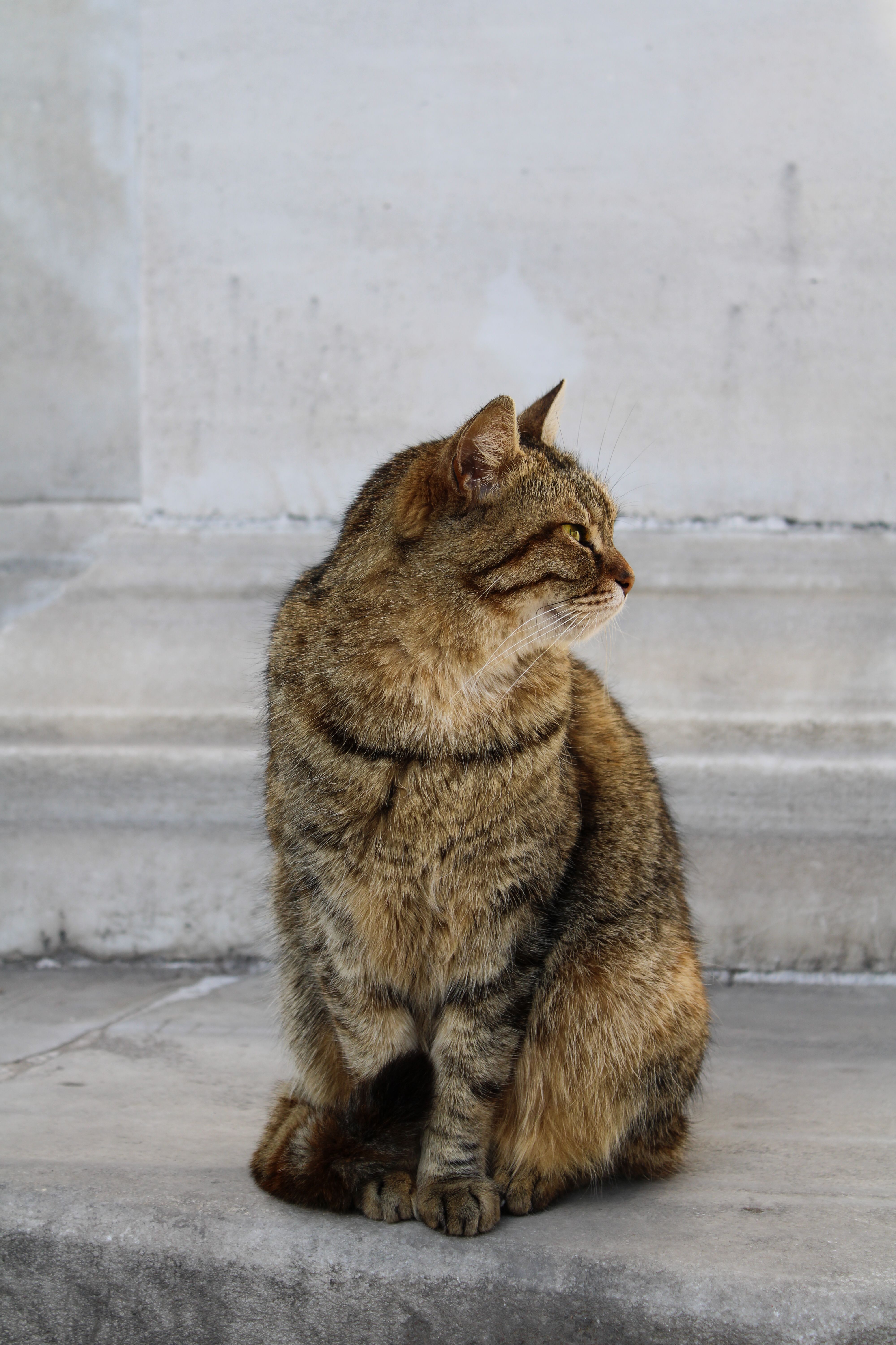 Animal Looking Sideways Photos, Download The BEST Free Animal Looking ...