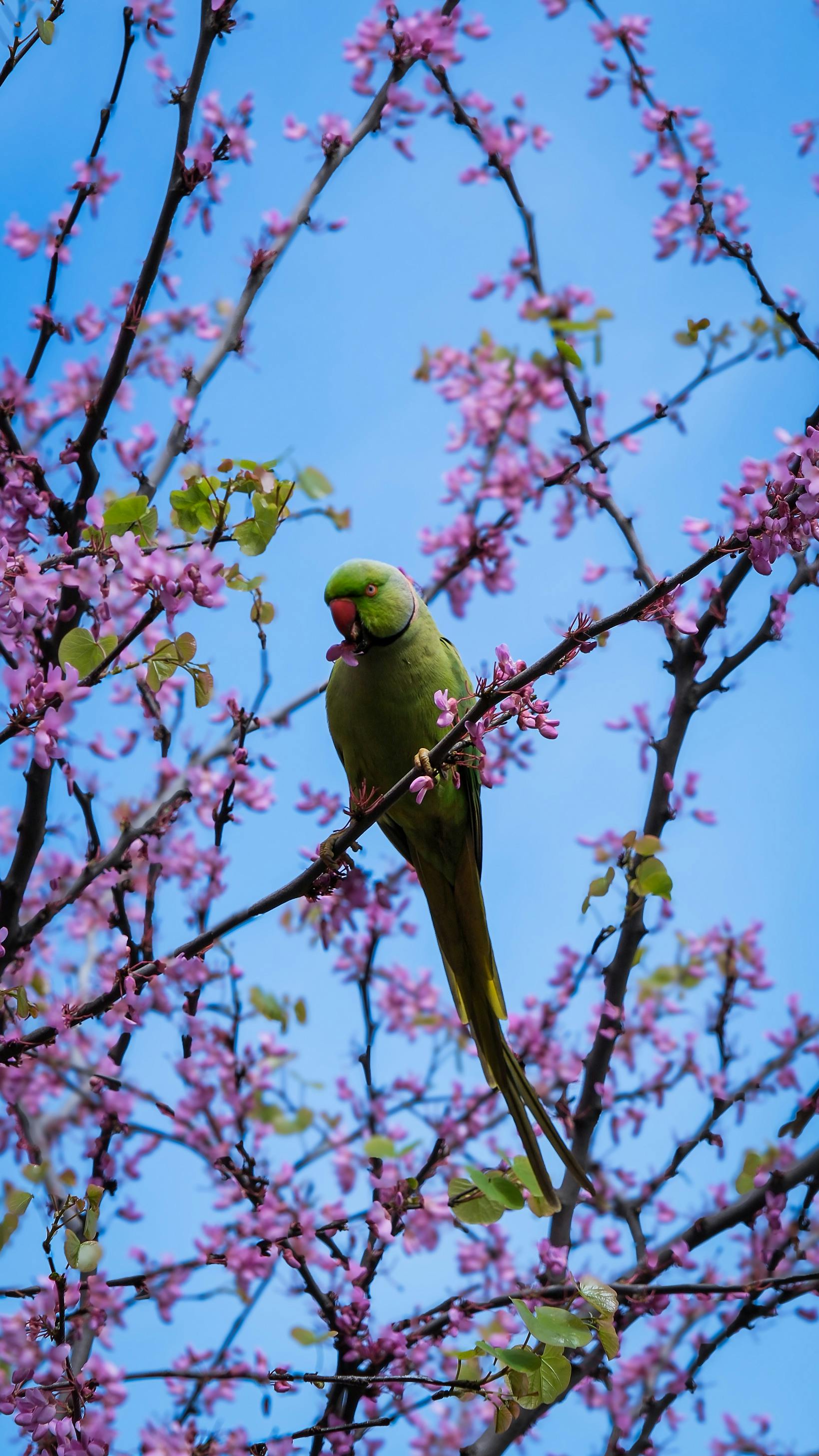 Green Parrot Among Blossoming Pink Flowers in Rome · Free Stock Photo