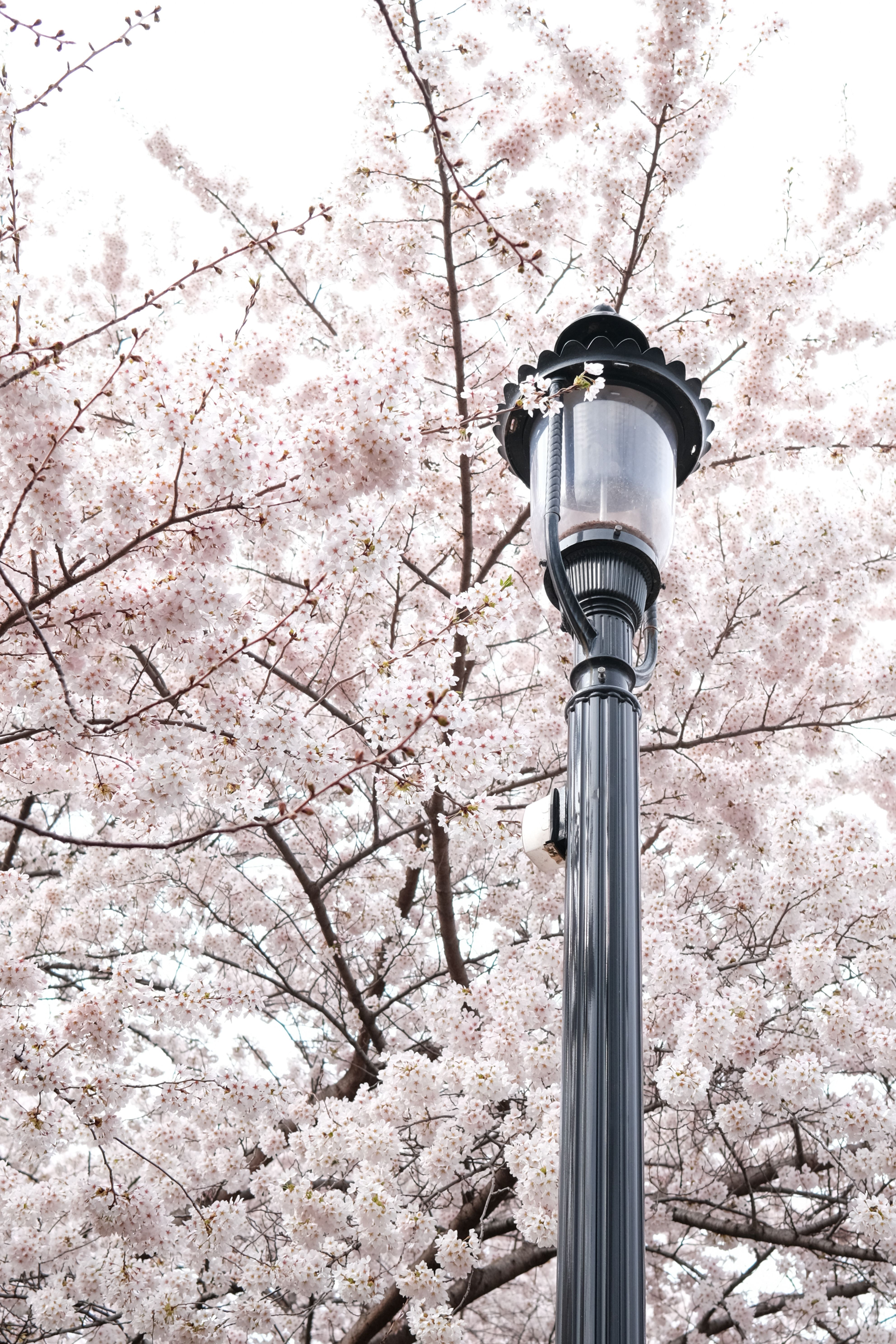 Cherry Blossom Street Scene with Vintage Lamp · Free Stock Photo