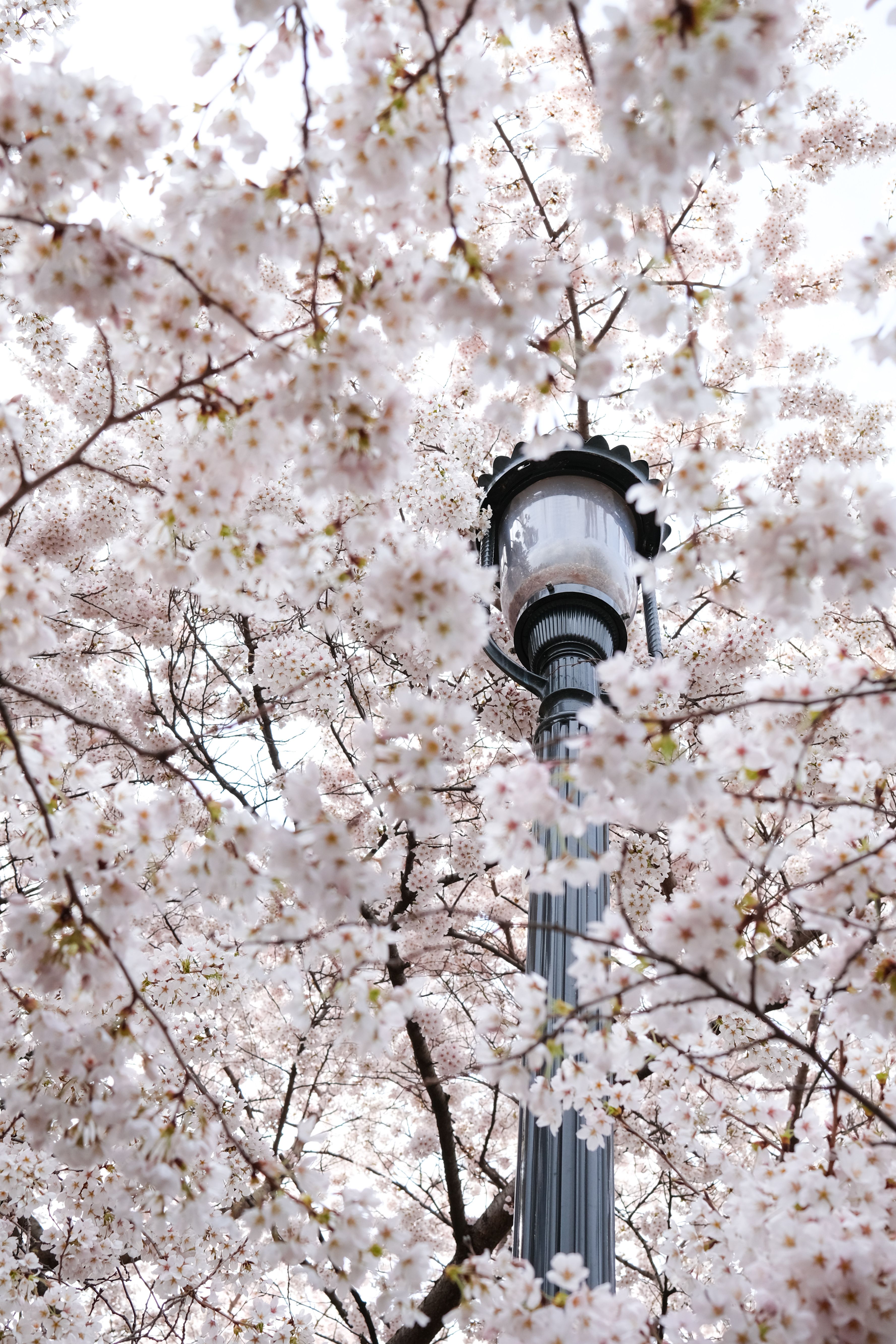 Springtime Cherry Blossoms Around Street Lamp · Free Stock Photo