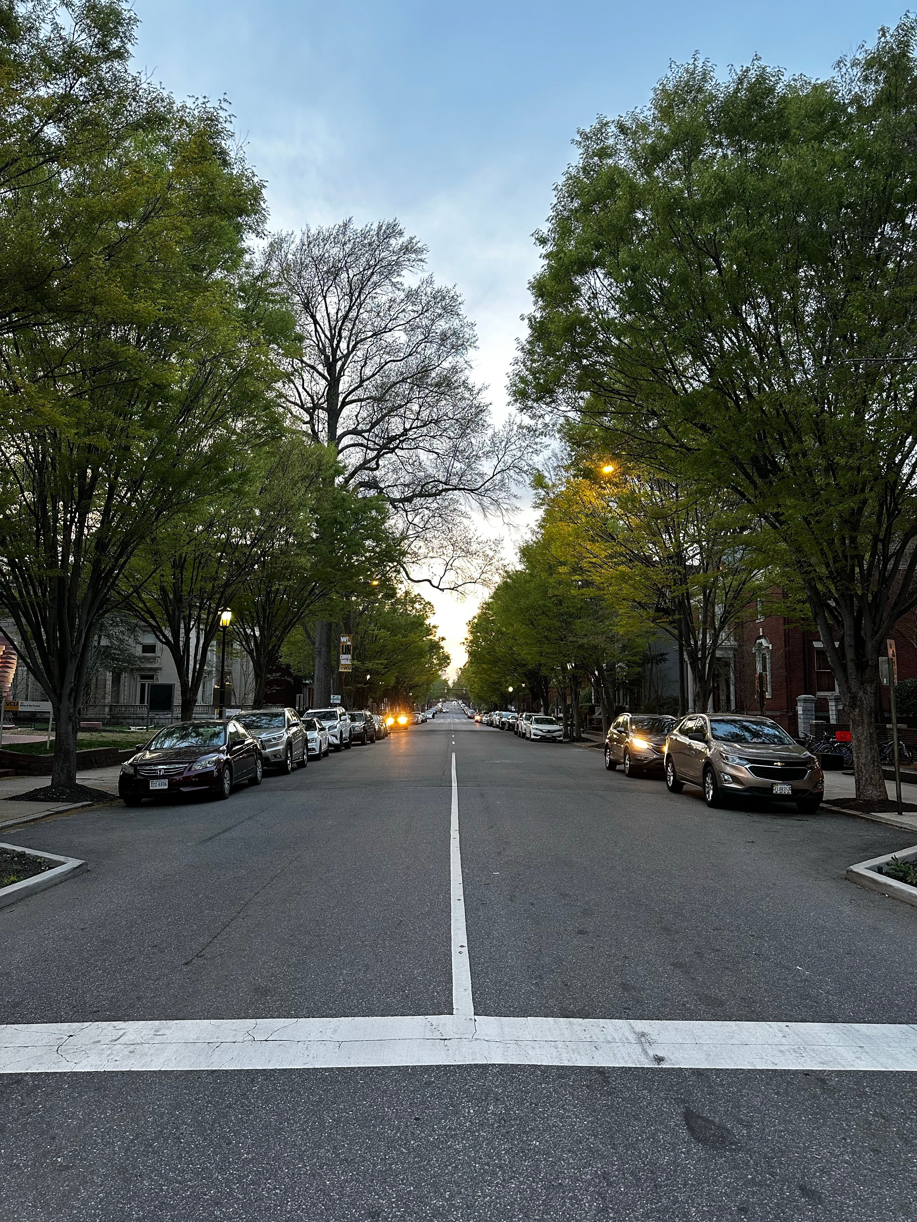 Calm Urban Street at Dusk with Lined Trees · Free Stock Photo