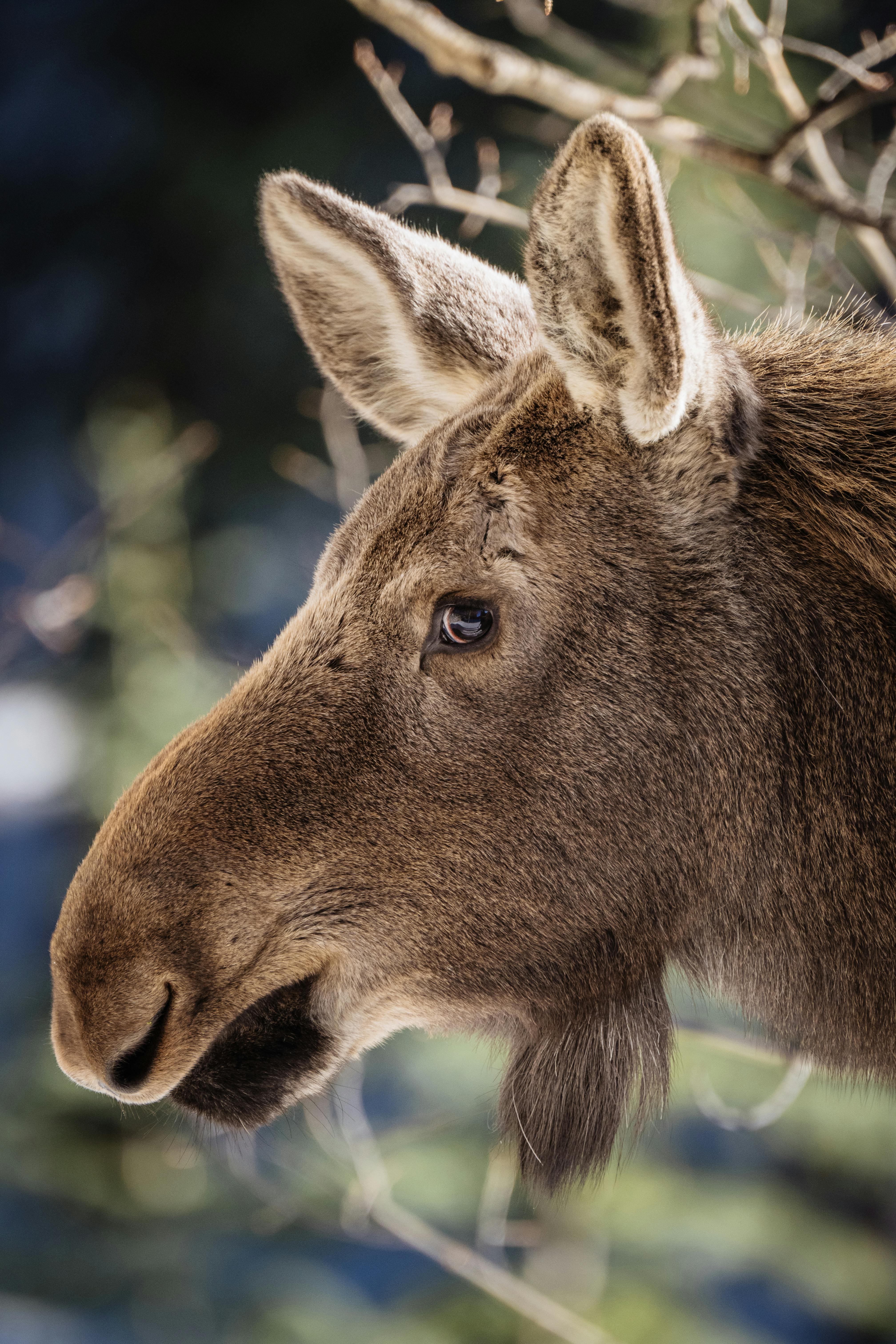 Closeup Of Moose Face Photos, Download The BEST Free Closeup Of Moose ...