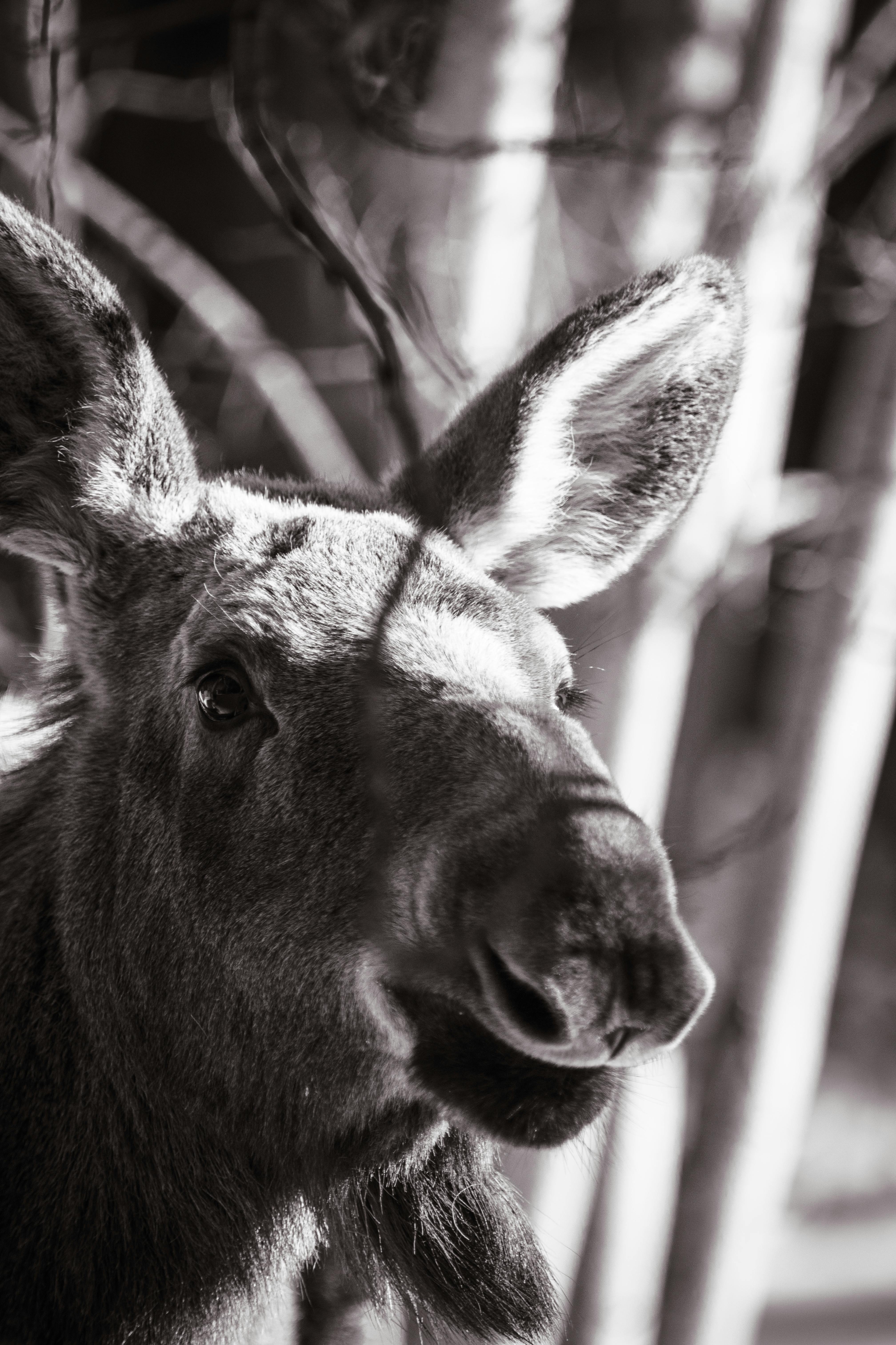 Black and White Moose Portrait in Forest · Free Stock Photo