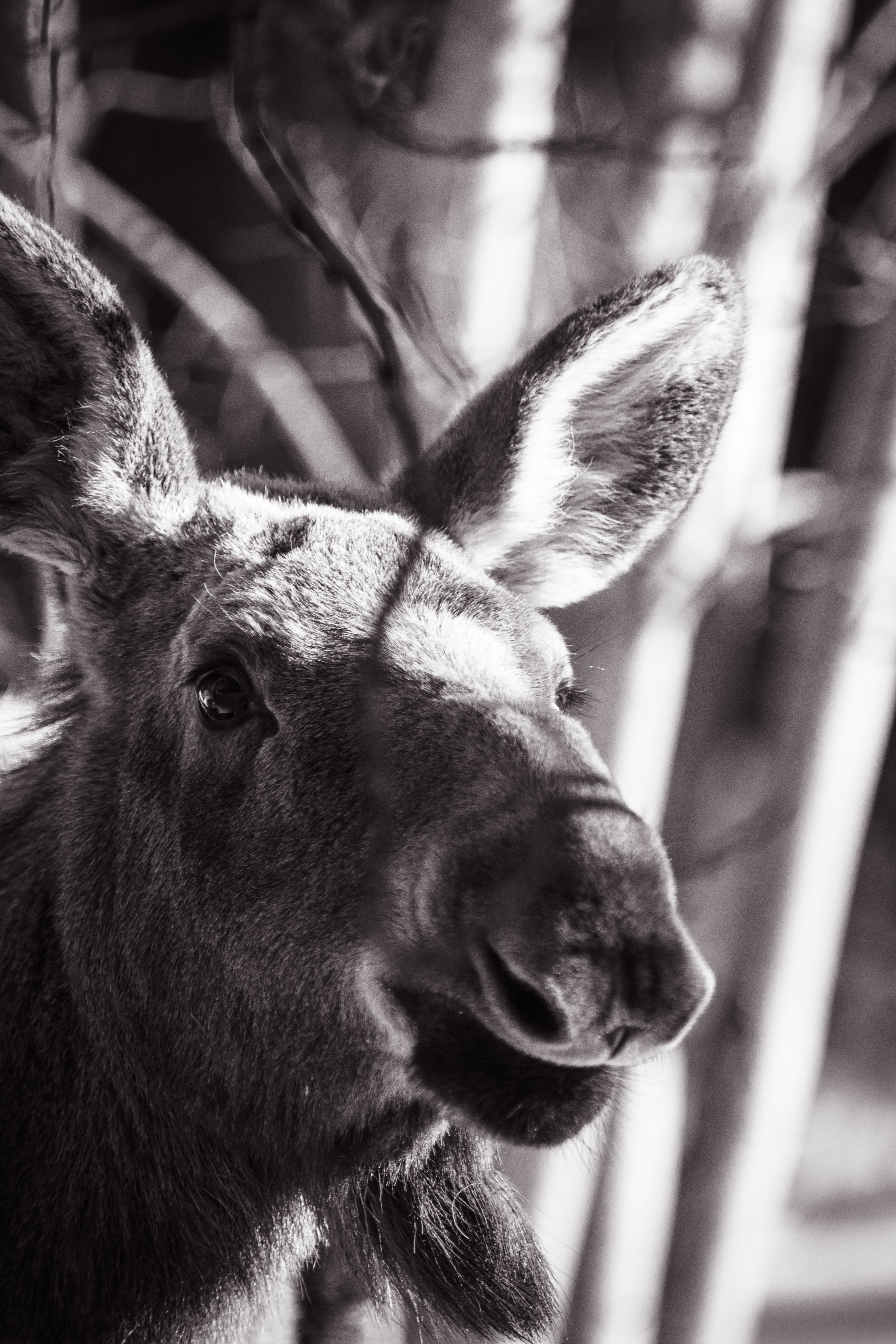Retrato De Alce En Blanco Y Negro En El Bosque · Foto de stock gratuita