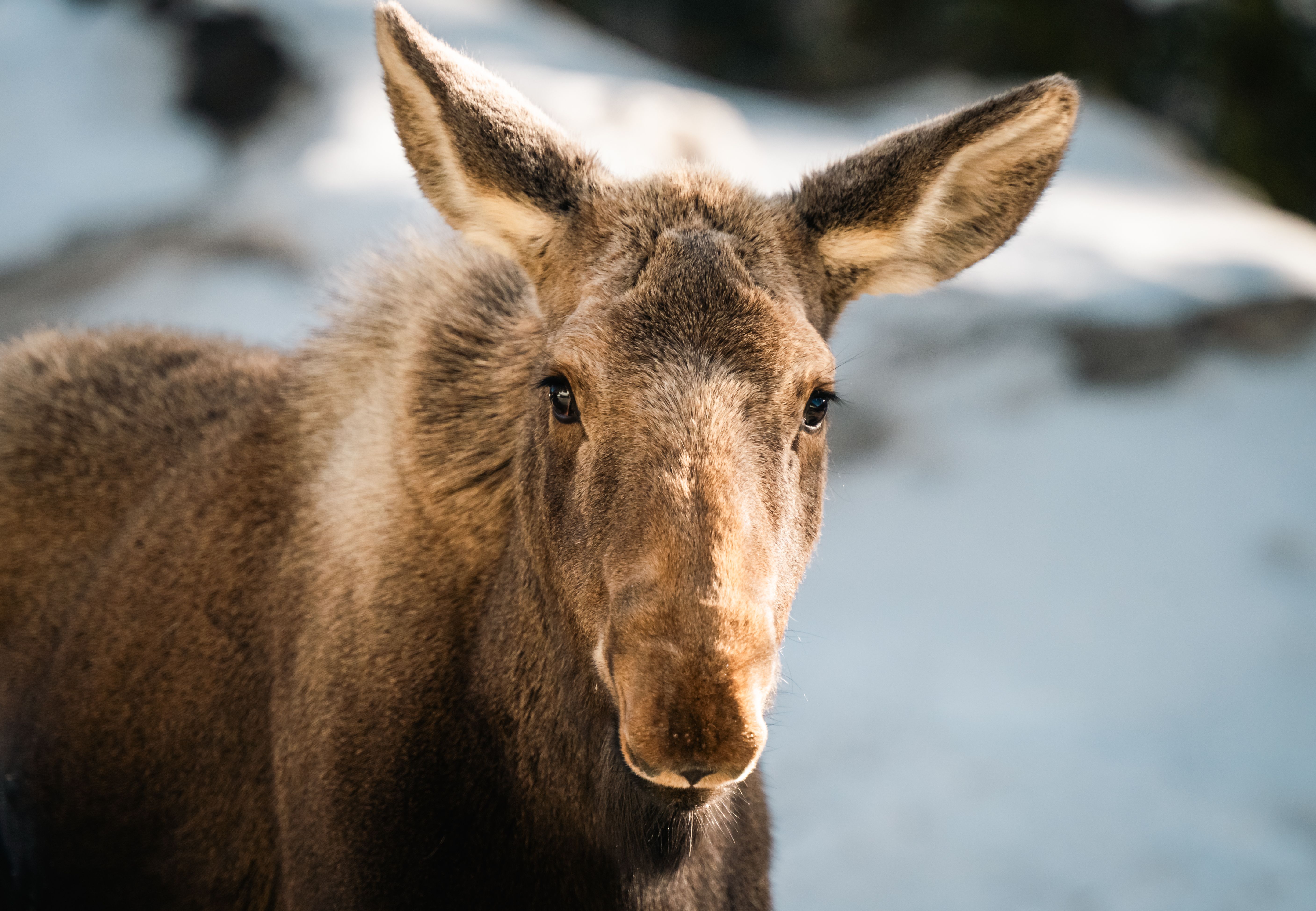 Close-up Portrait of a Moose in Snowy Landscape · Free Stock Photo