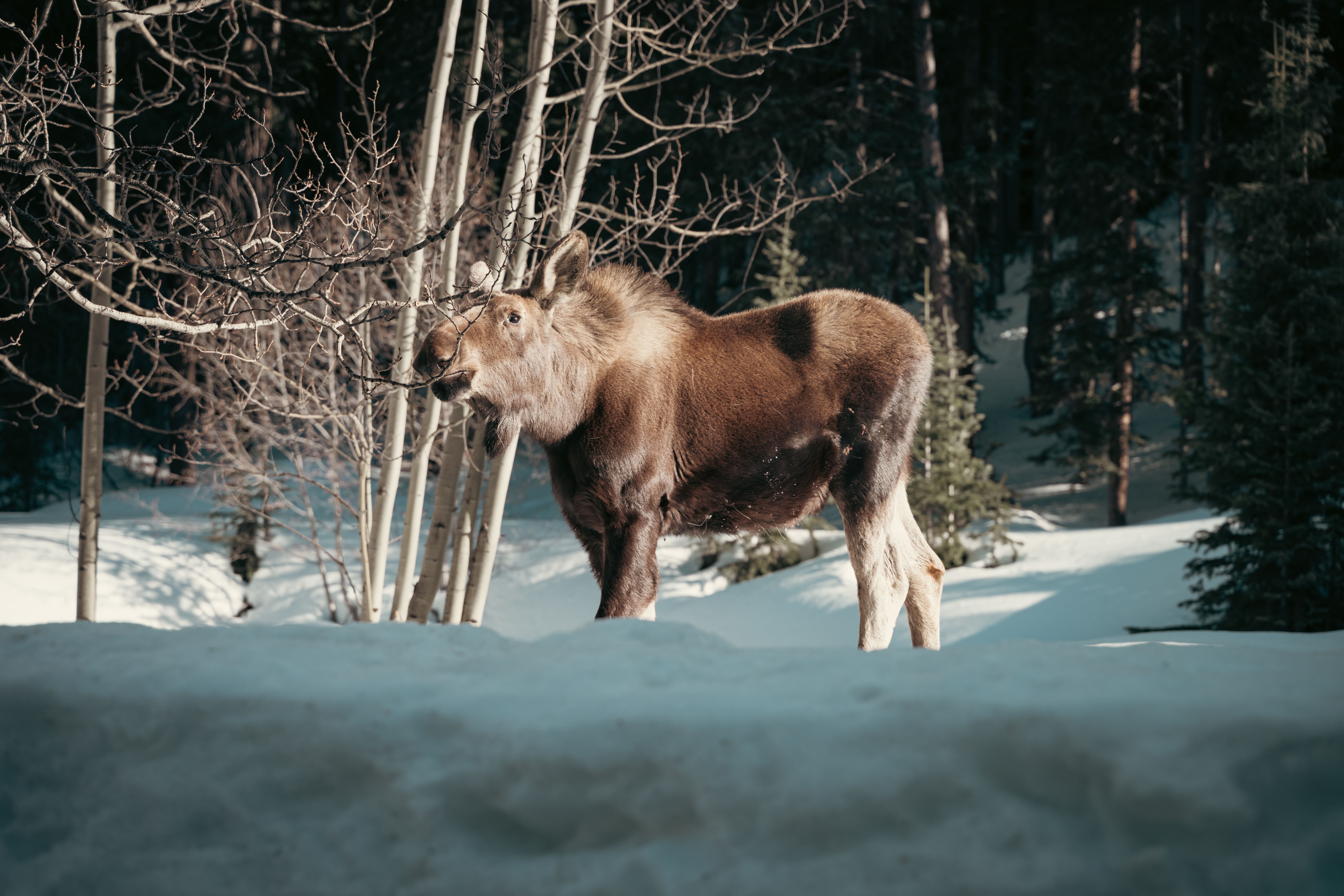 Moose in Snowy Forest during Winter Day · Free Stock Photo