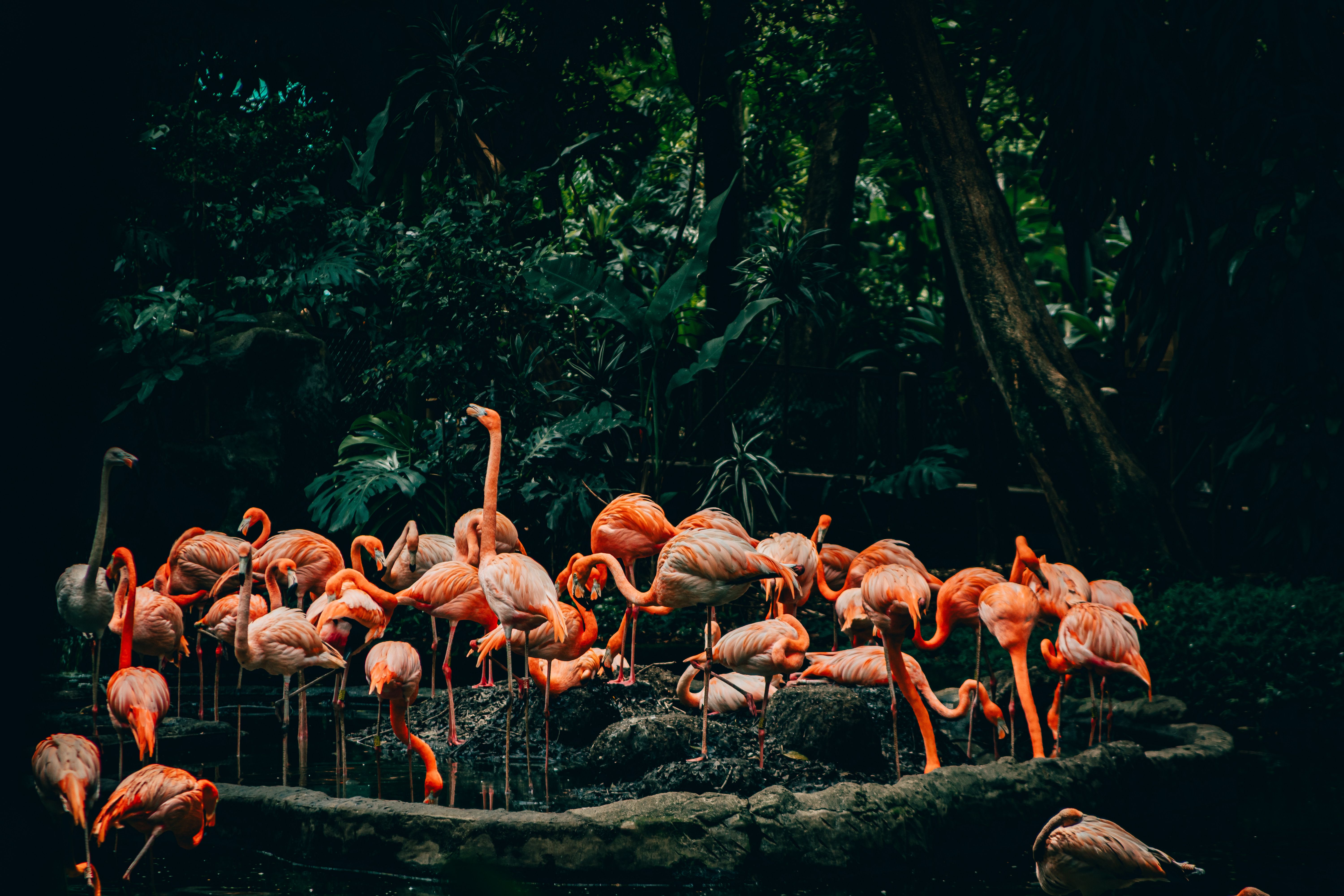 Vibrant Flock of Flamingos in Lush Jungle Setting · Free Stock Photo