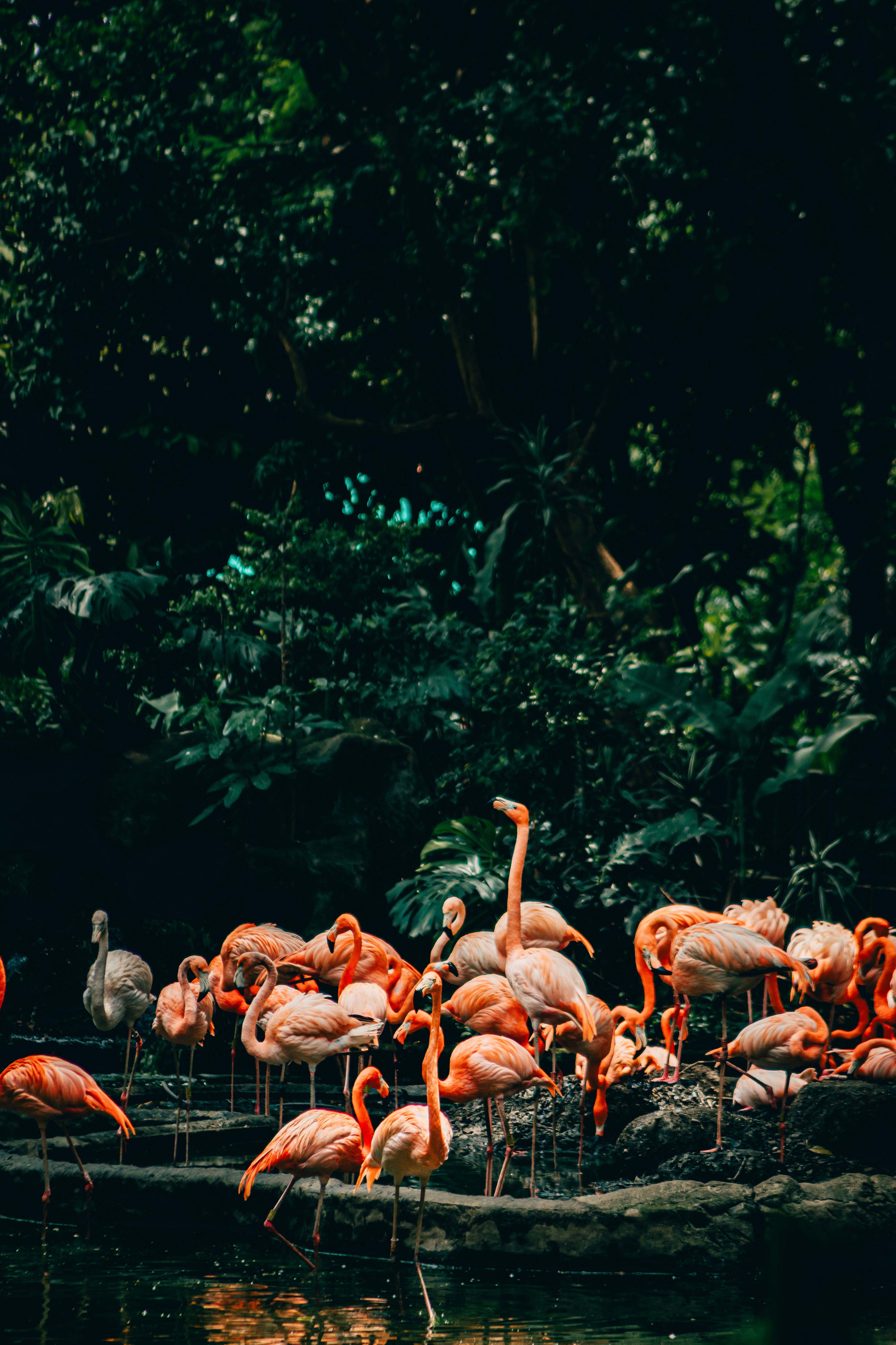 Vibrant Group of Flamingos in Lush Habitat · Free Stock Photo