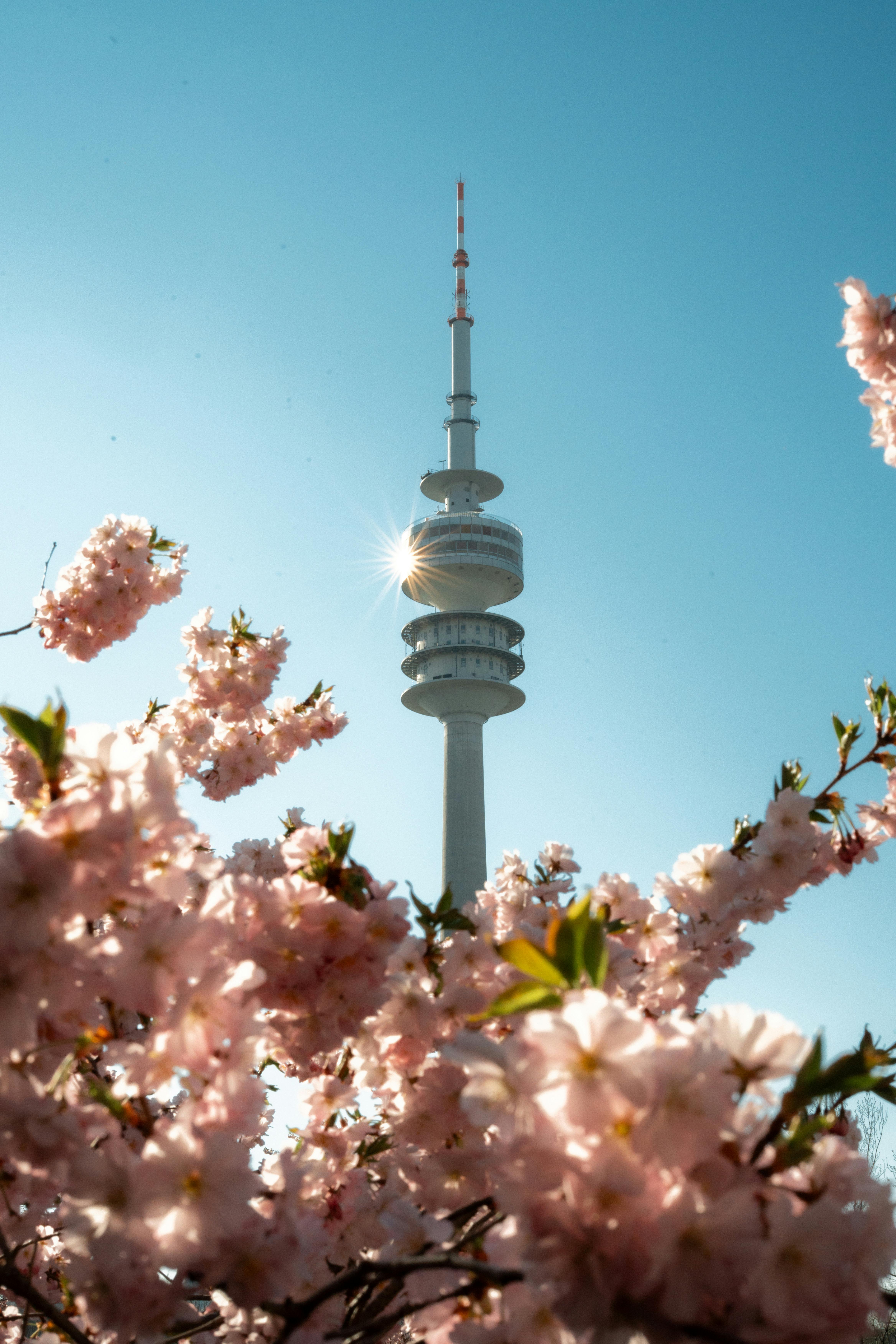 Munich Olympic Tower with Cherry Blossoms in Spring · Free Stock Photo
