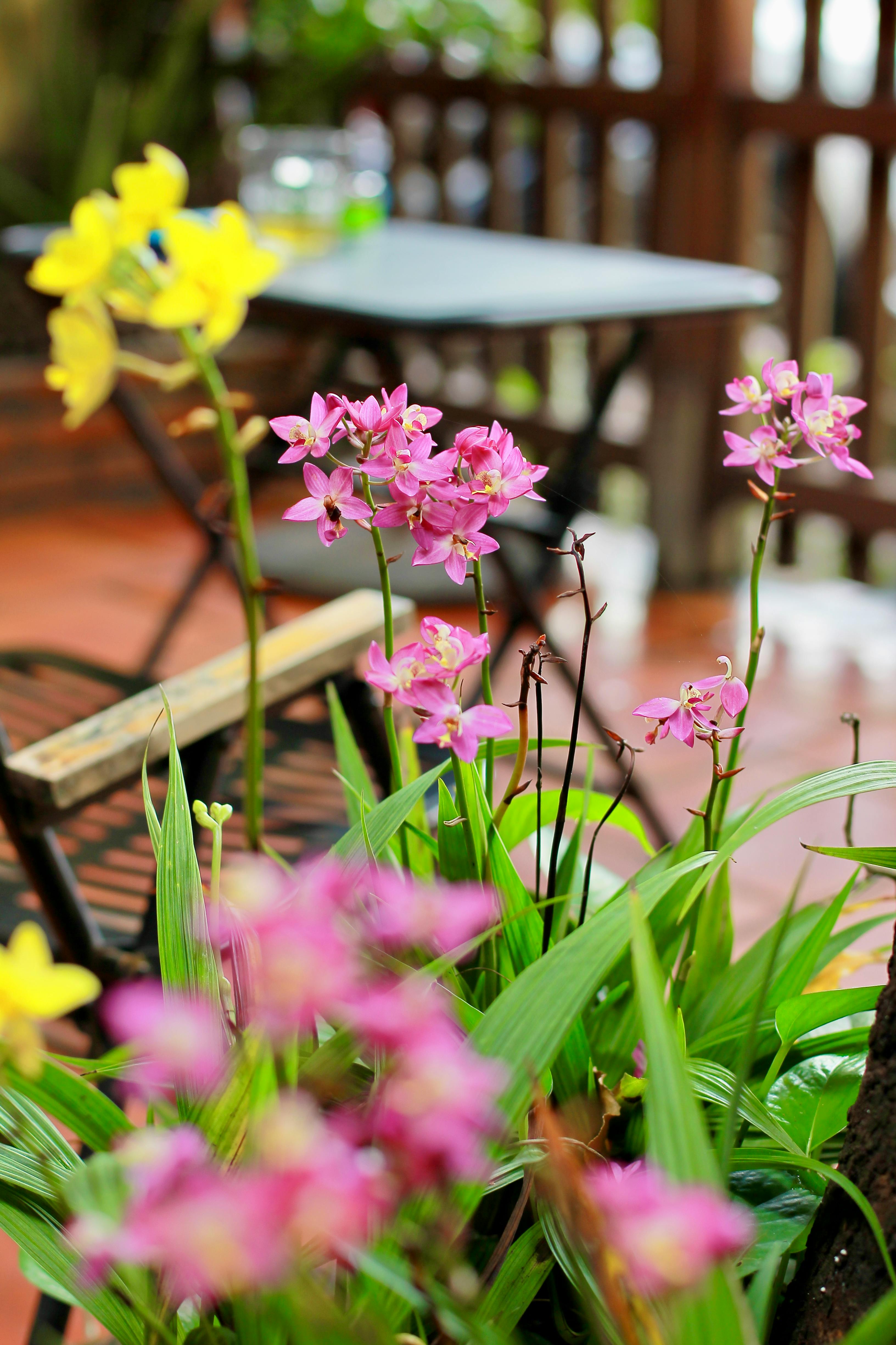 Vibrant Orchids in Outdoor Café Setting · Free Stock Photo