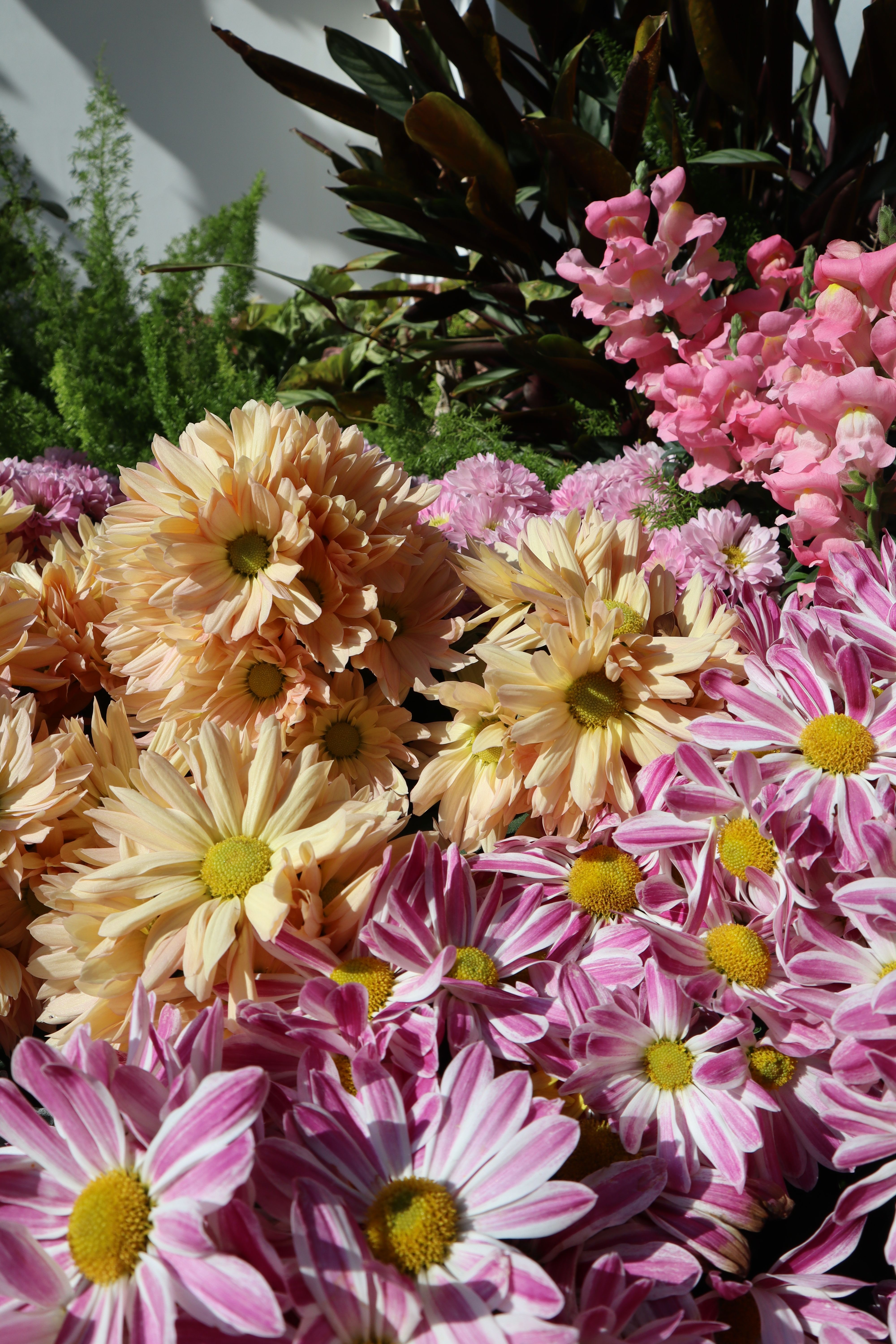 Vibrant Floral Arrangement of Colorful Daisies · Free Stock Photo