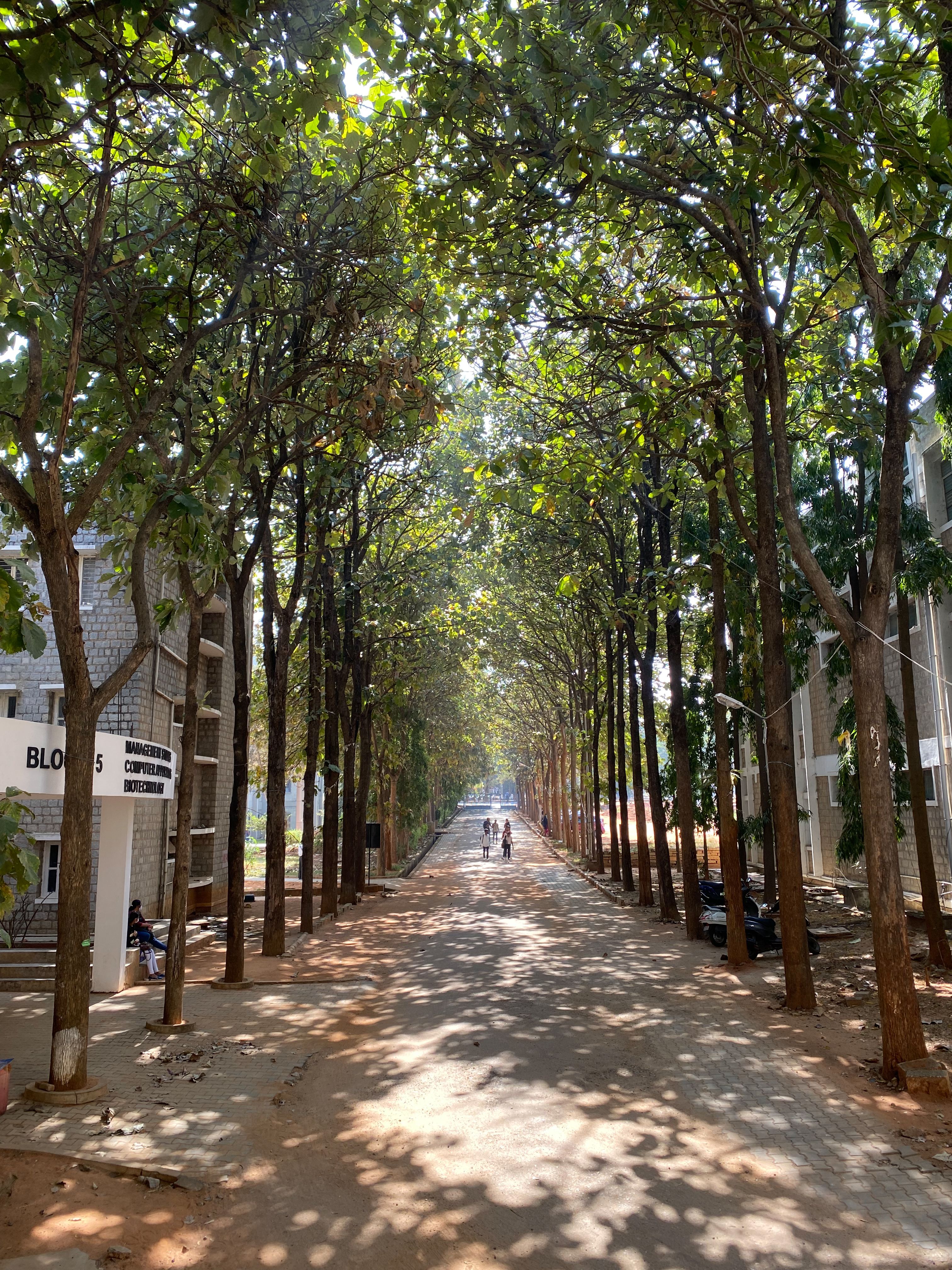 Tree-Lined Pathway in Urban Campus Setting · Free Stock Photo