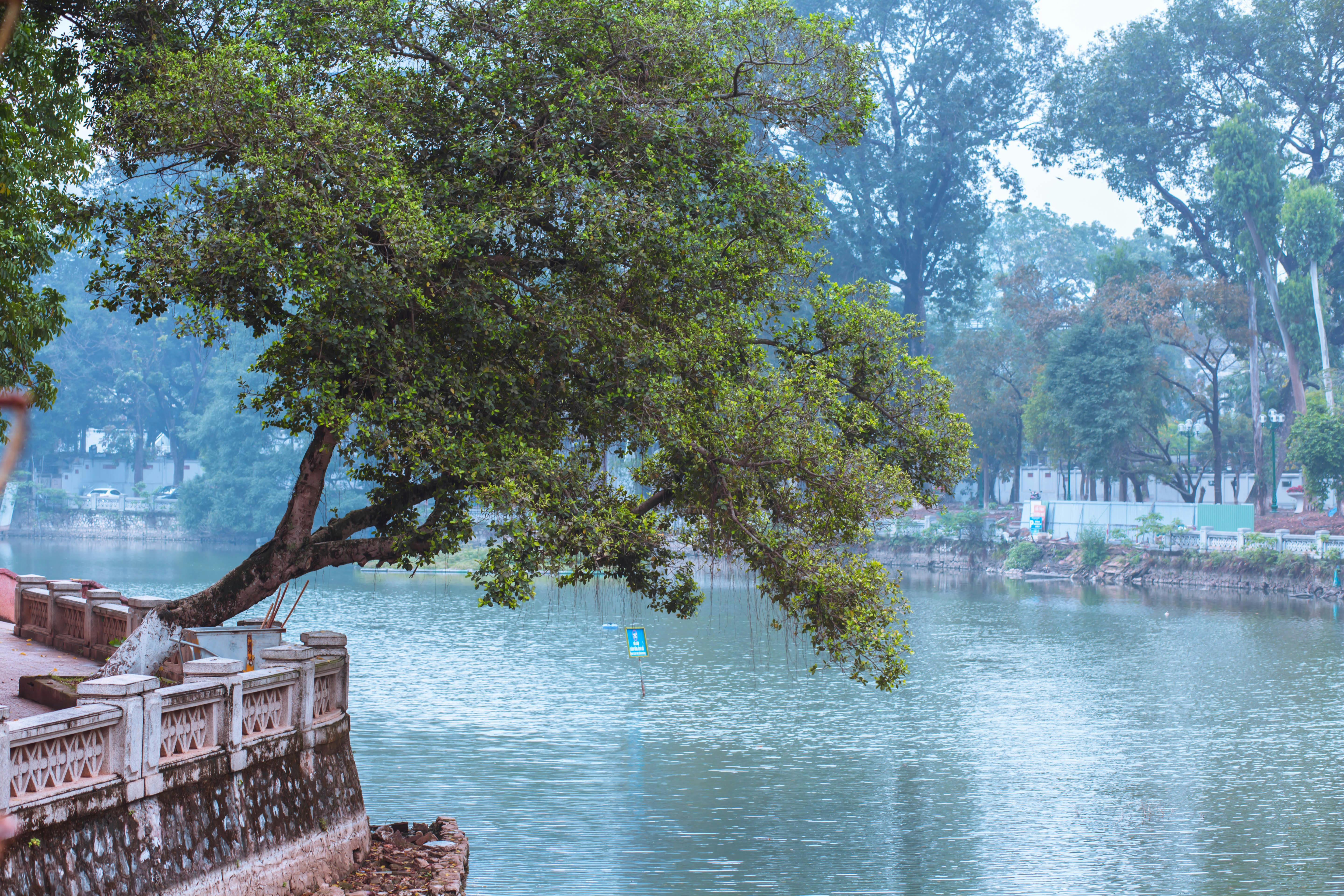 Serene Riverside Scene with Overhanging Tree · Free Stock Photo