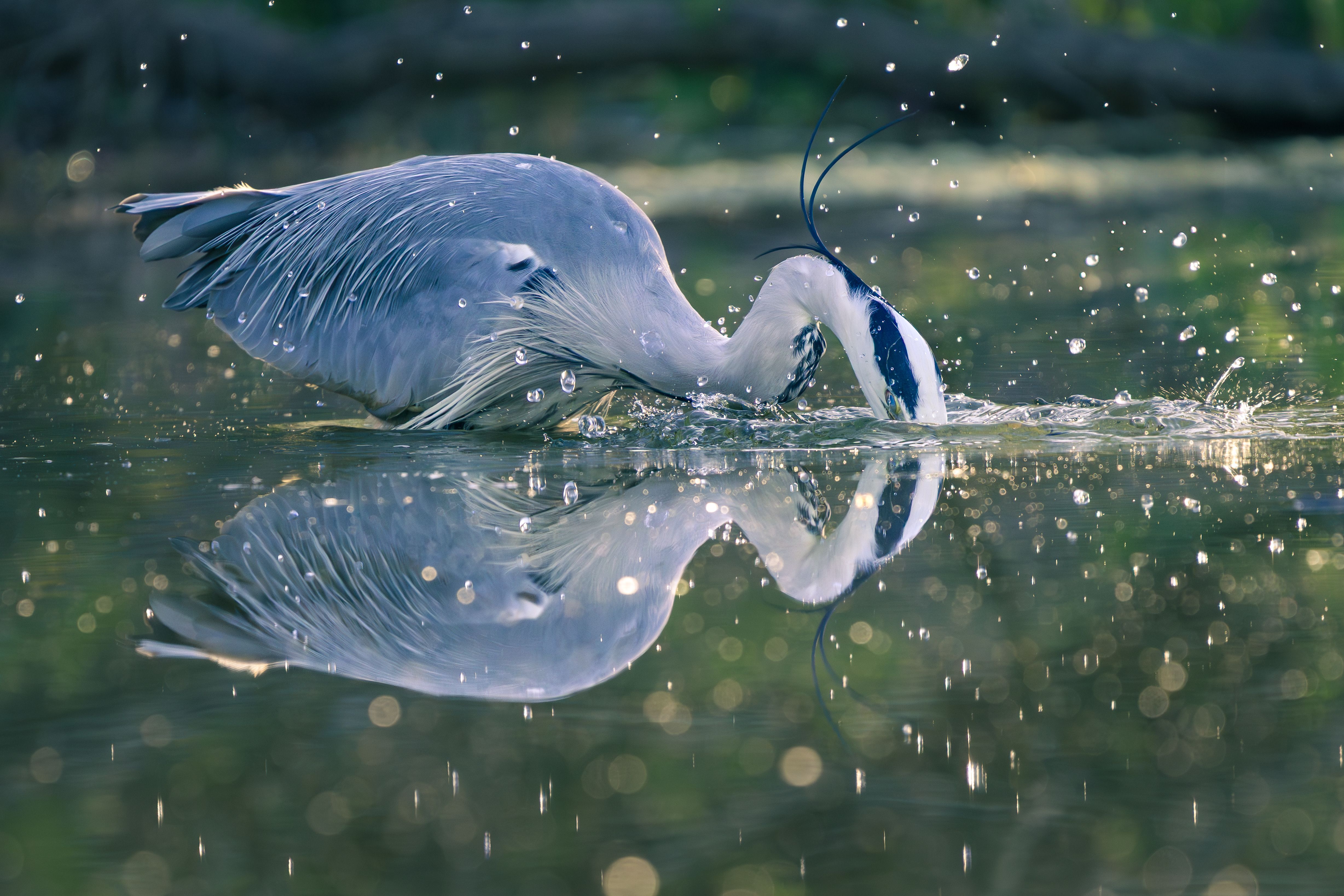 A Splash Of Water From A Spring Photos, Download The BEST Free A Splash ...