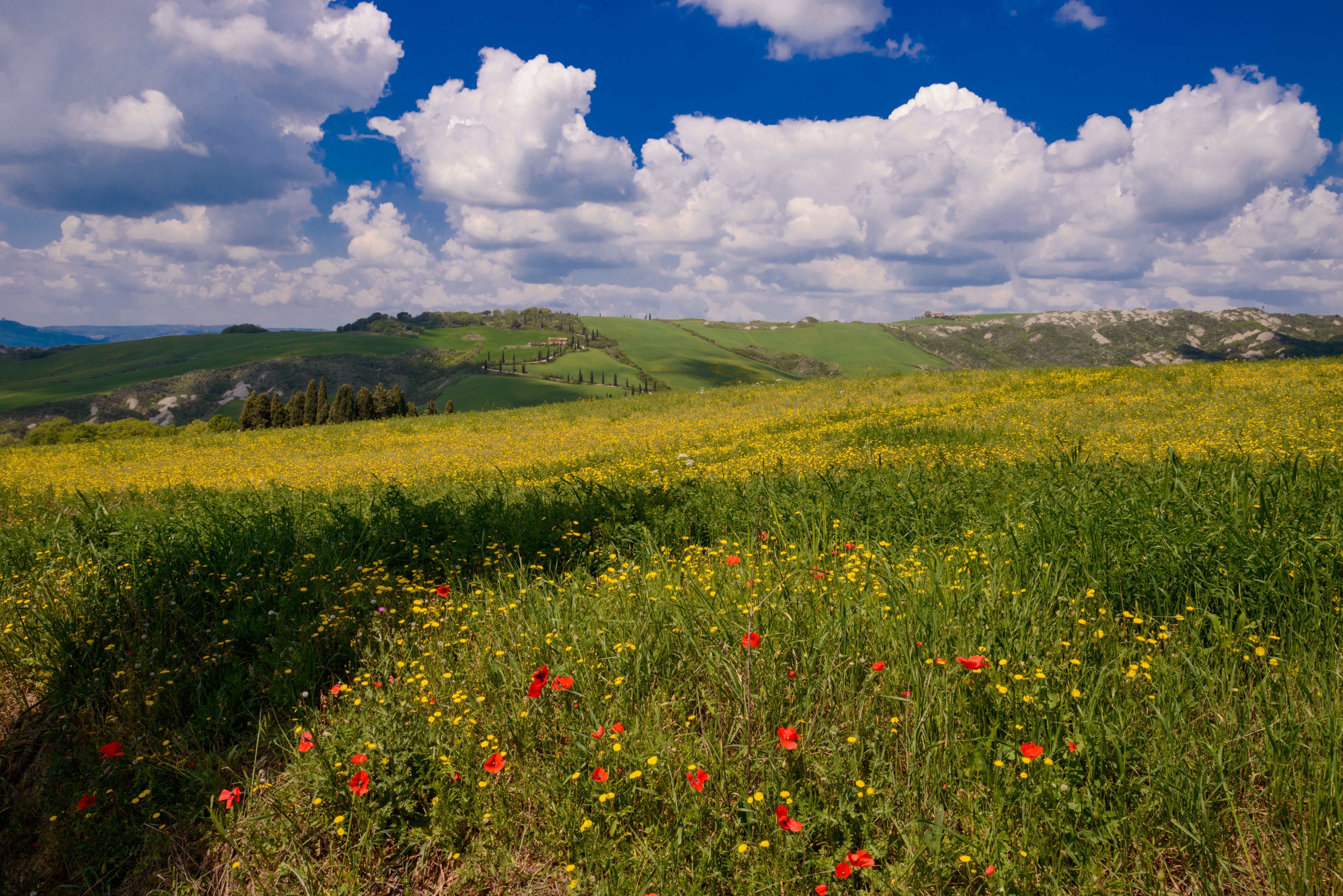 Vibrant Spring Landscape with Wildflowers · Free Stock Photo