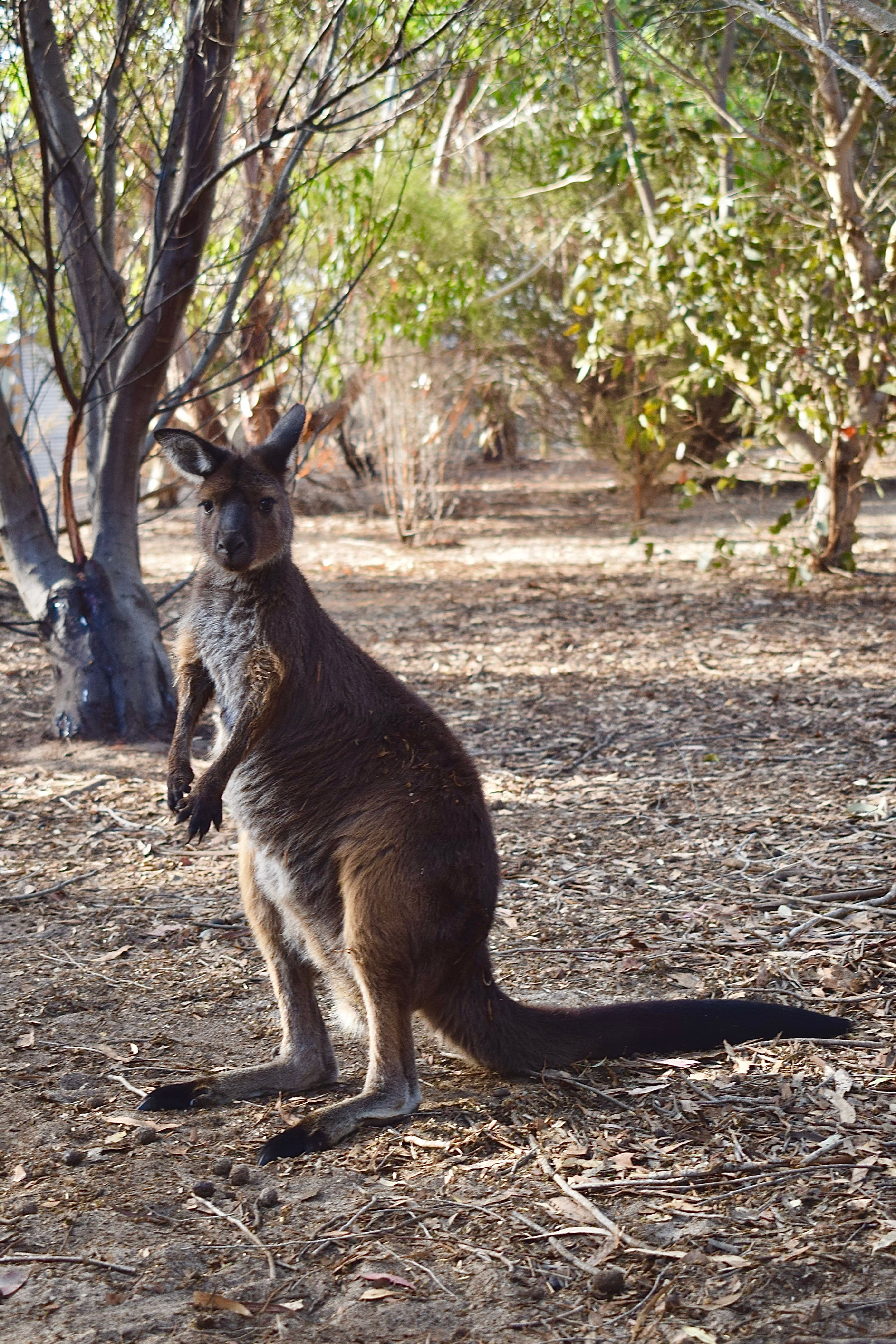 Photo of a Kangaroo on Road · Free Stock Photo