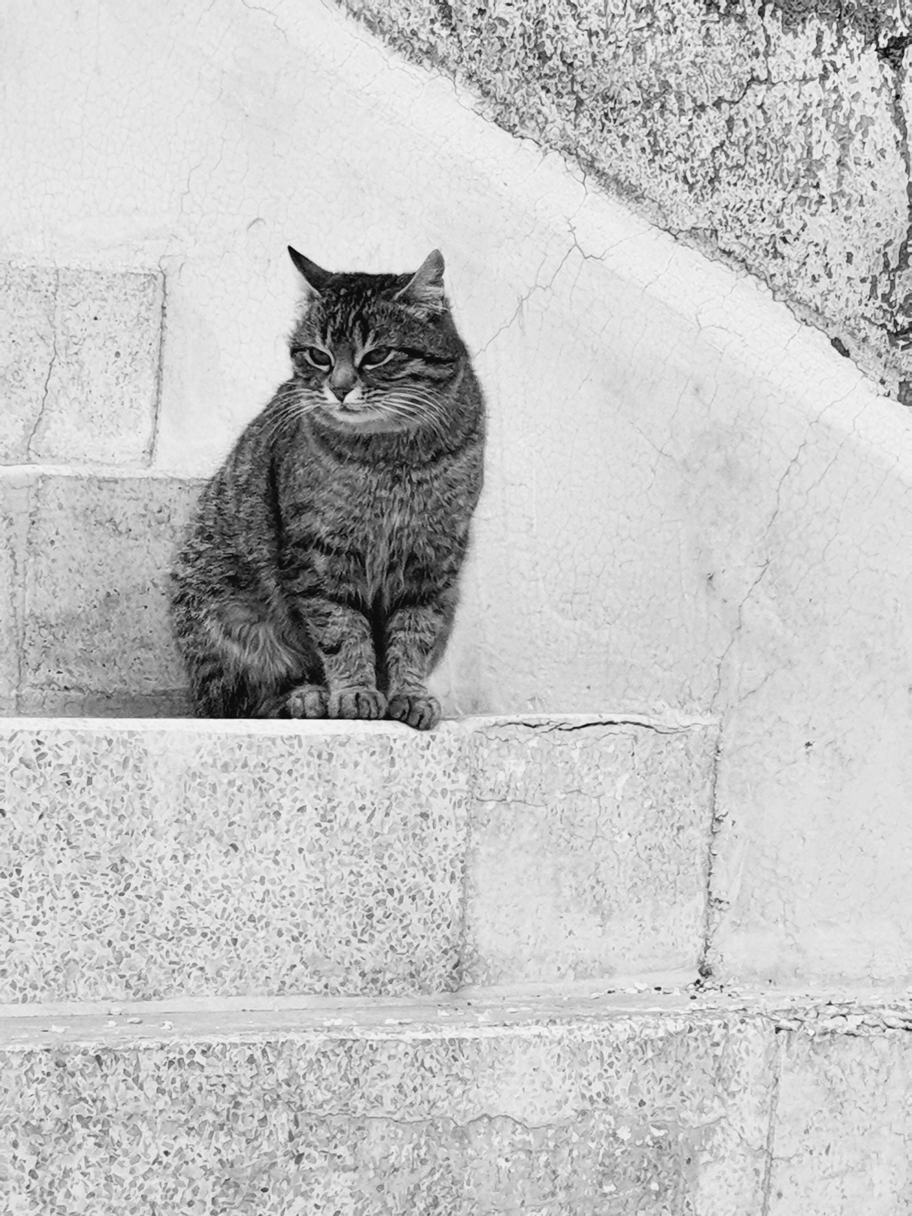 Cat Simple Designs Photos, Download The BEST Free Cat Simple Designs ...