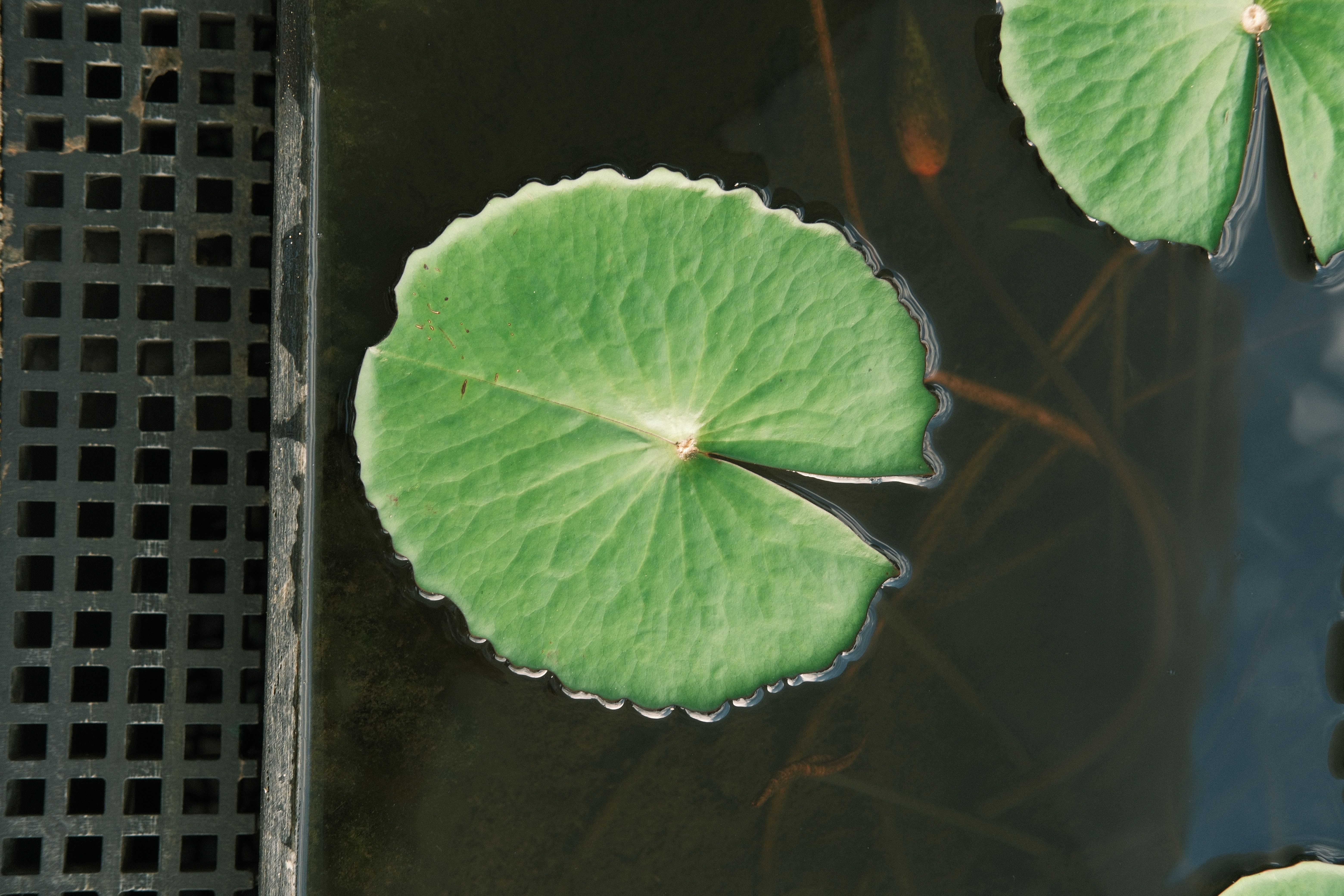 Close-up of Green Lotus Leaf on Water Surface · Free Stock Photo
