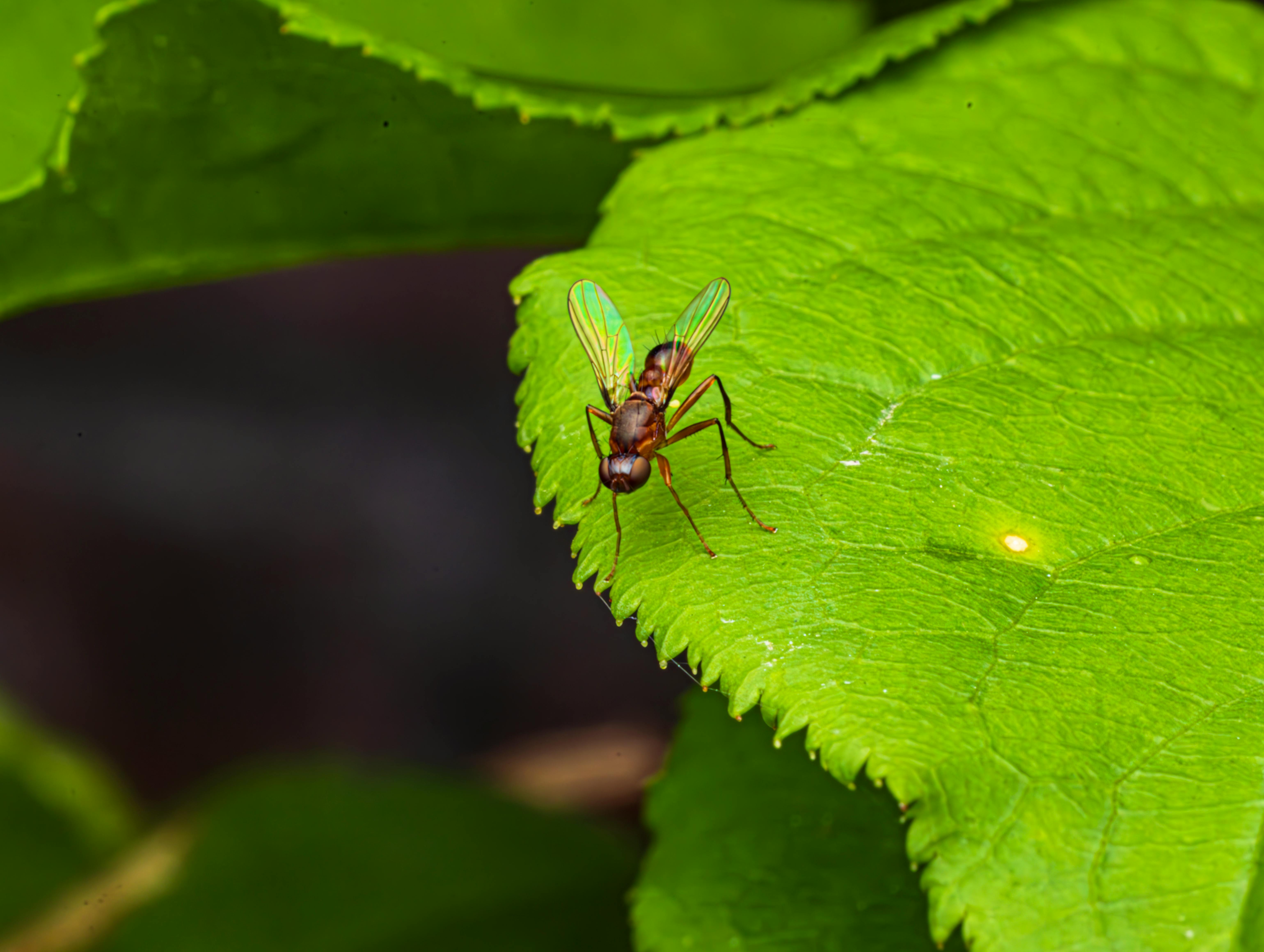 Bug Wings Photos, Download The BEST Free Bug Wings Stock Photos & HD Images