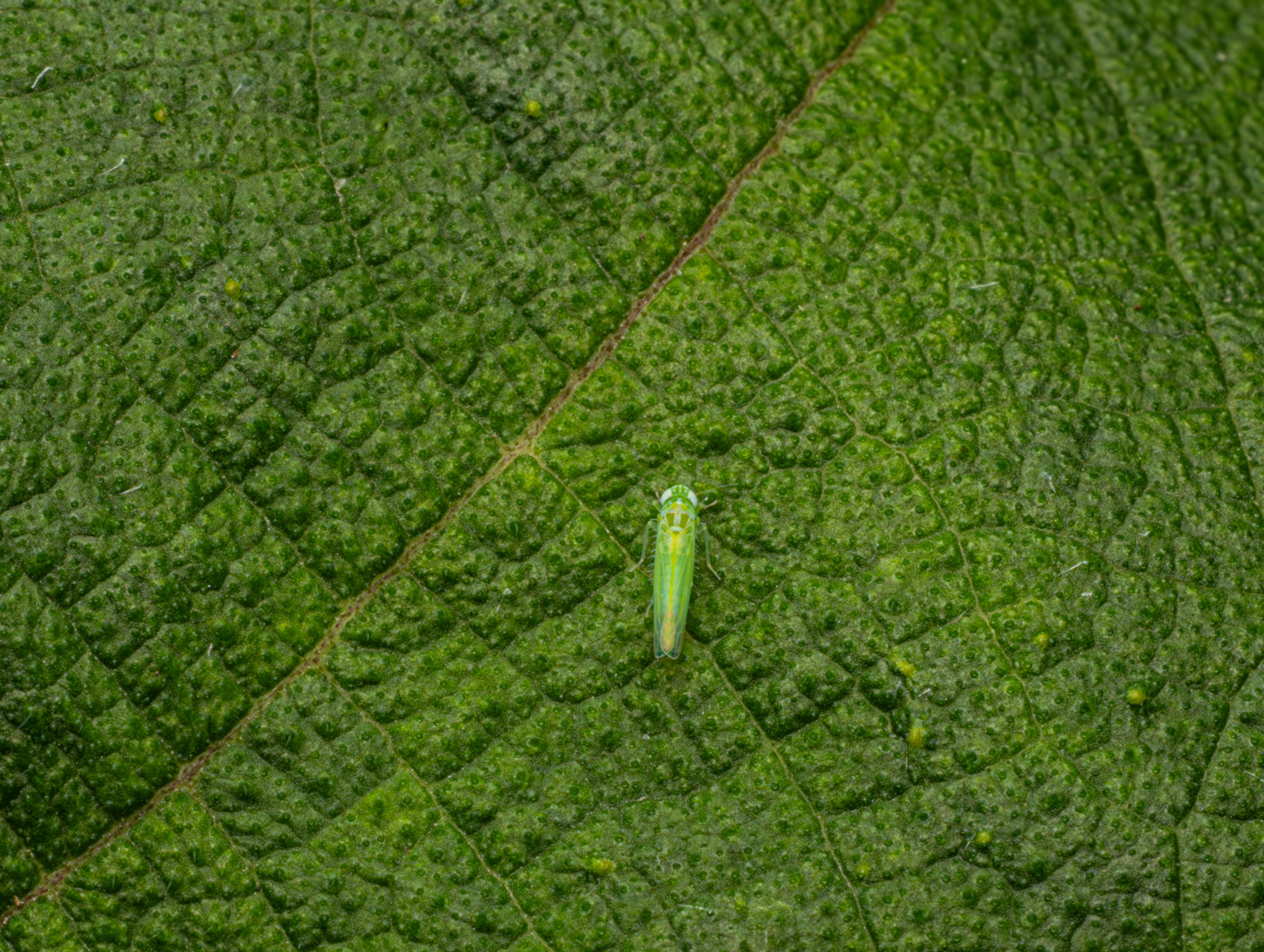 Green Insect on Textured Leaf Surface · Free Stock Photo