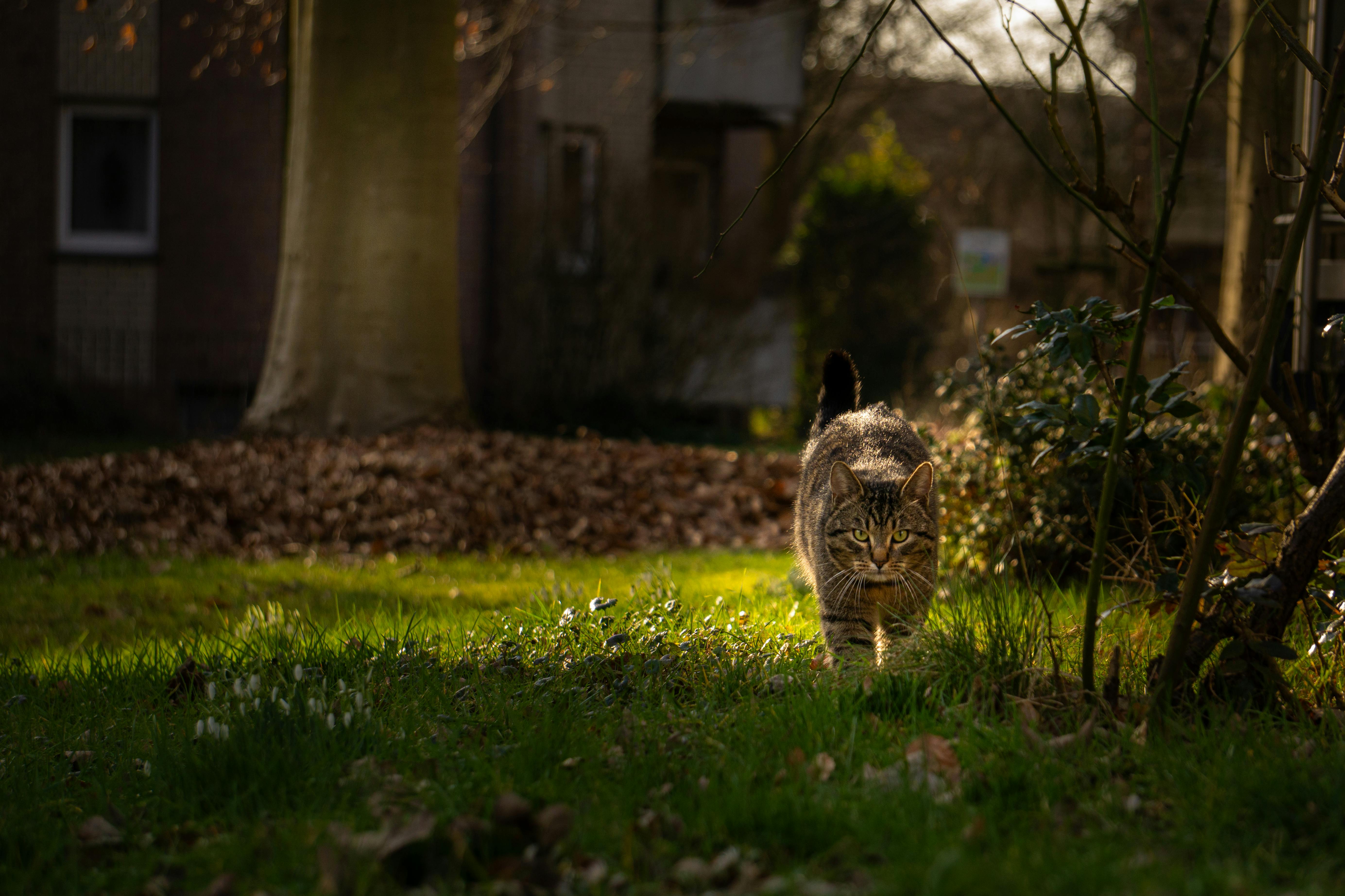Calico Cat Strolling in a Sunlit Garden · Free Stock Photo