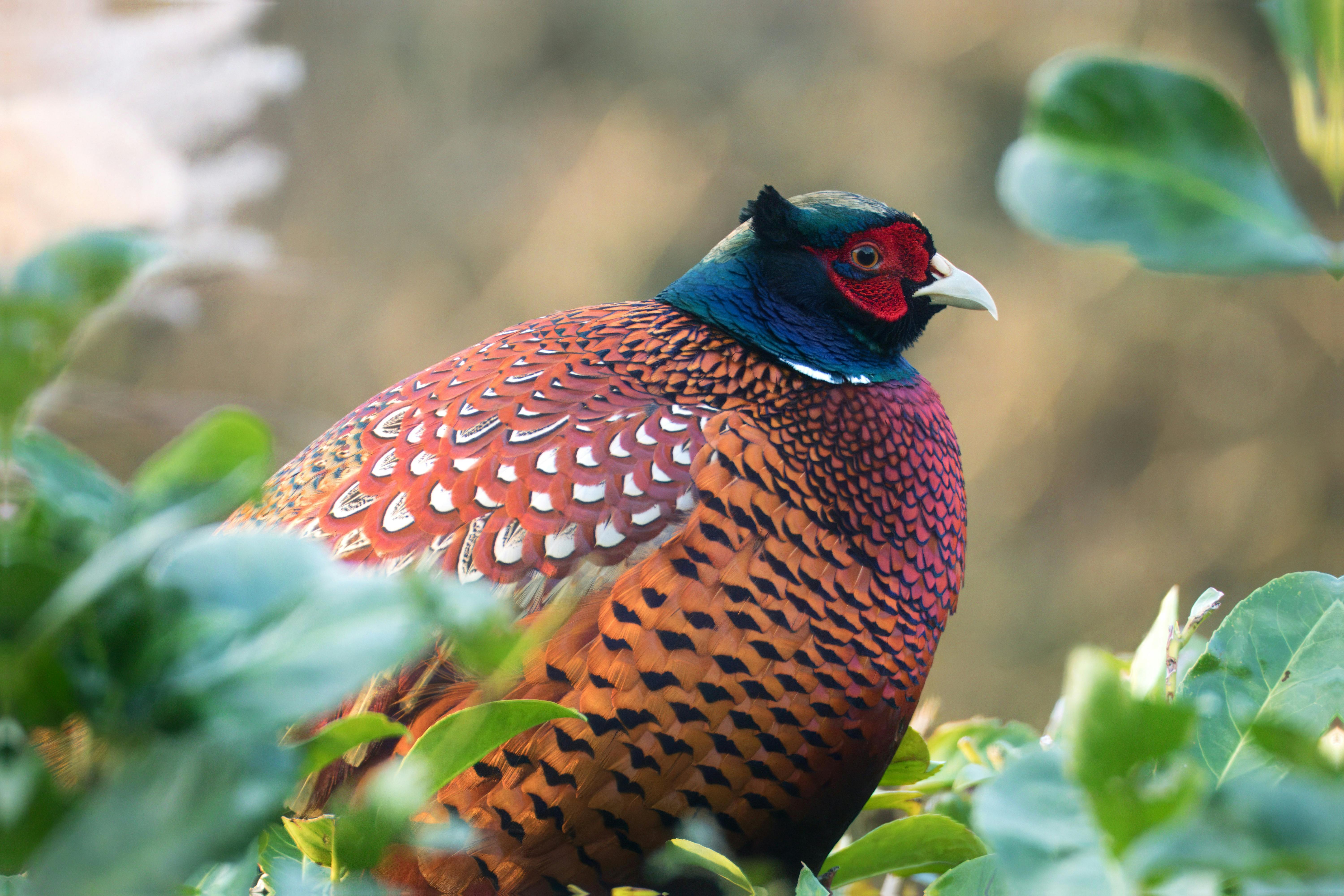 Vivid Portrait of a Colorful Pheasant in Nature · Free Stock Photo