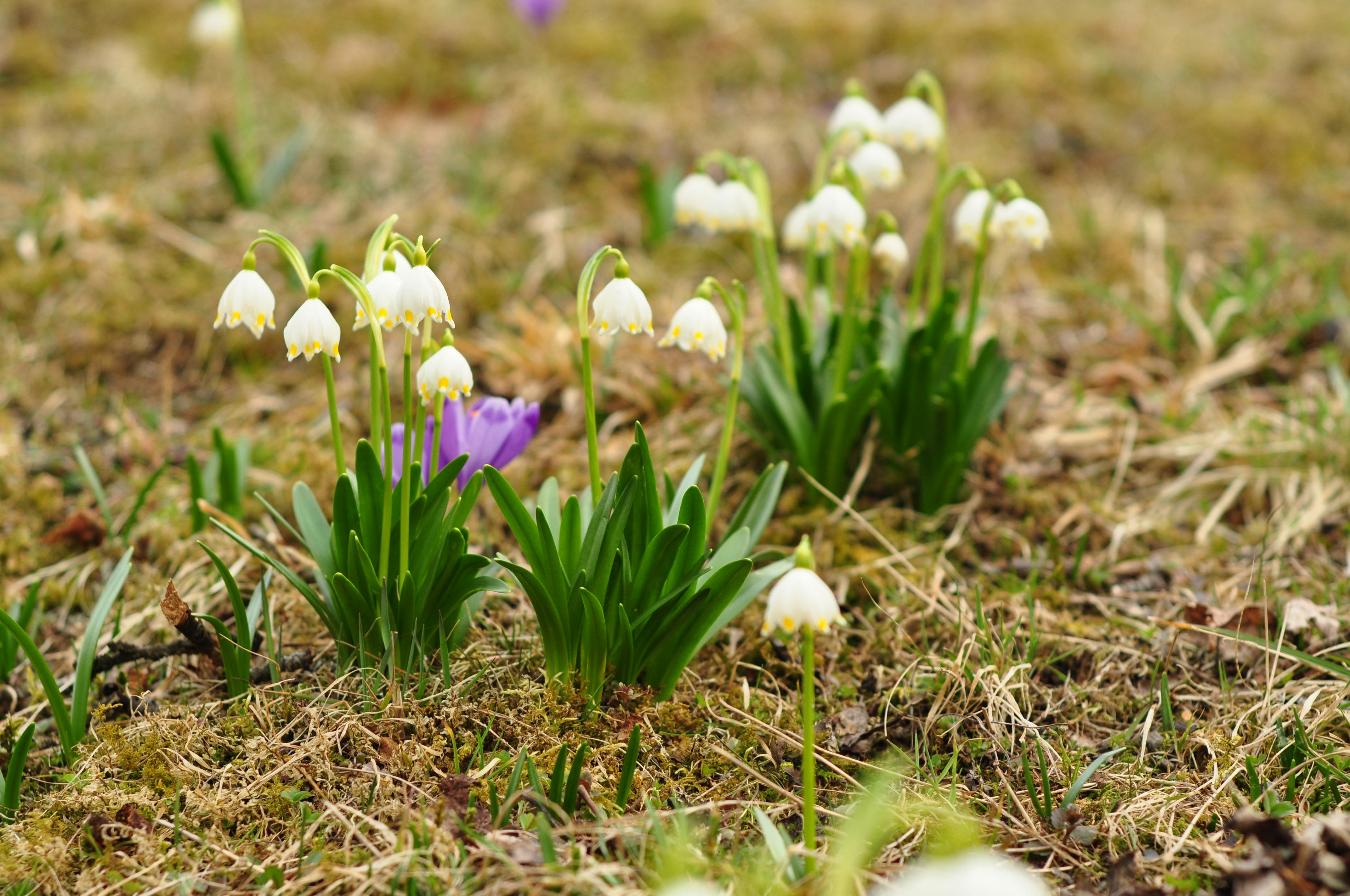 Spring Snowflake Field Photos, Download The BEST Free Spring Snowflake Field Stock Photos & HD ...