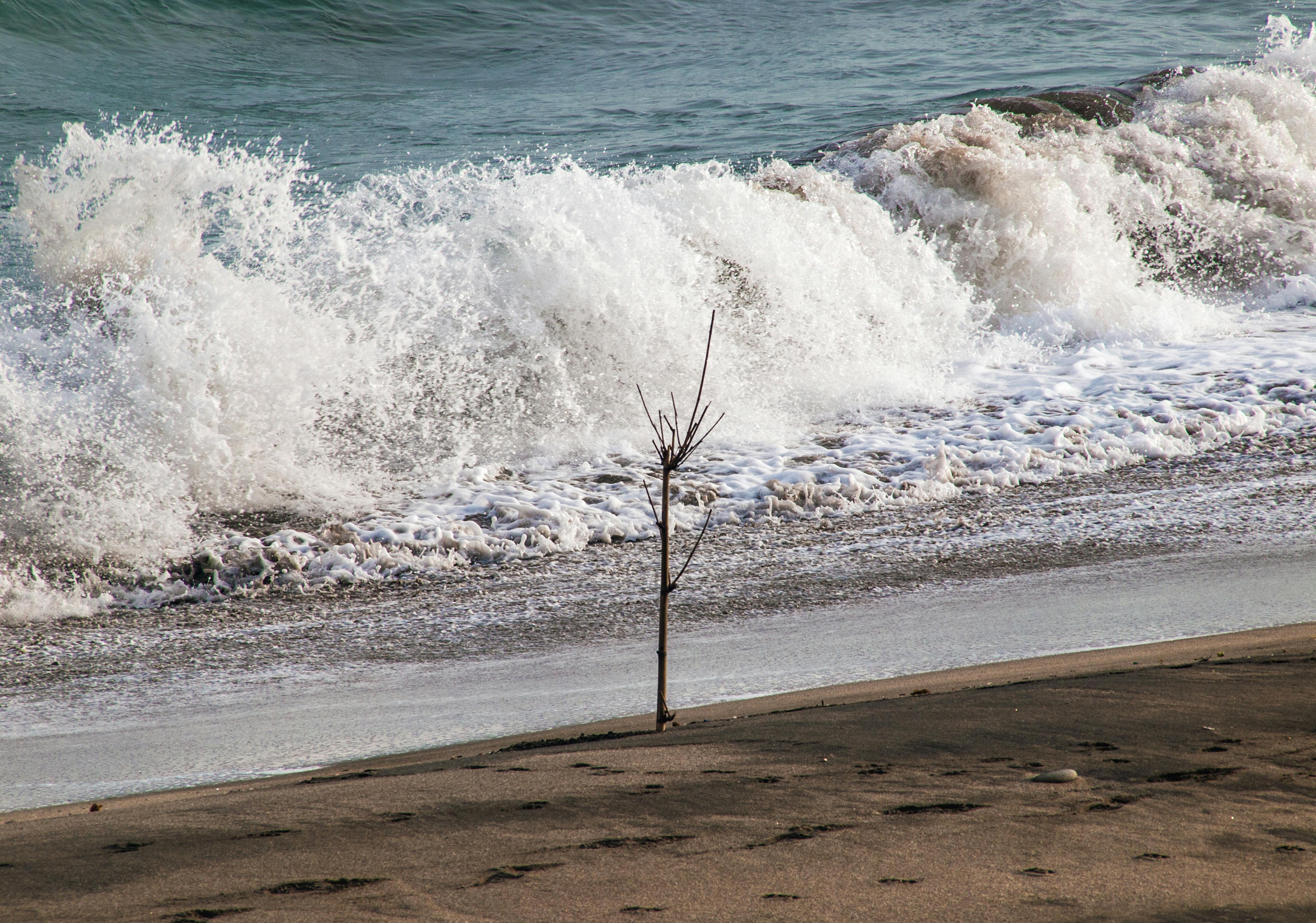 Lonely Sapling on Sandy Beach with Ocean Waves · Free Stock Photo